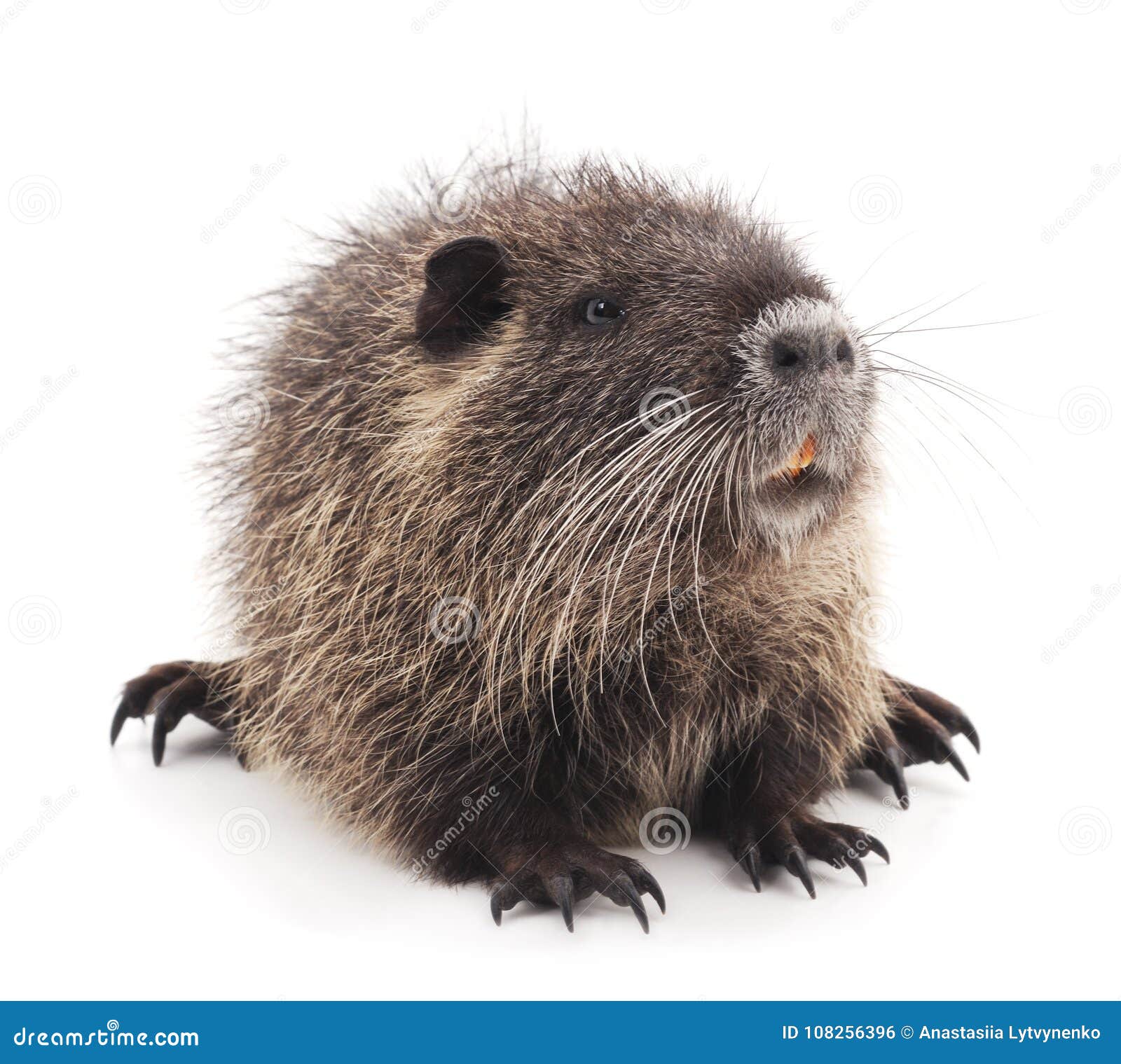 One brown nutria. stock photo. Image of animal, little - 108256396