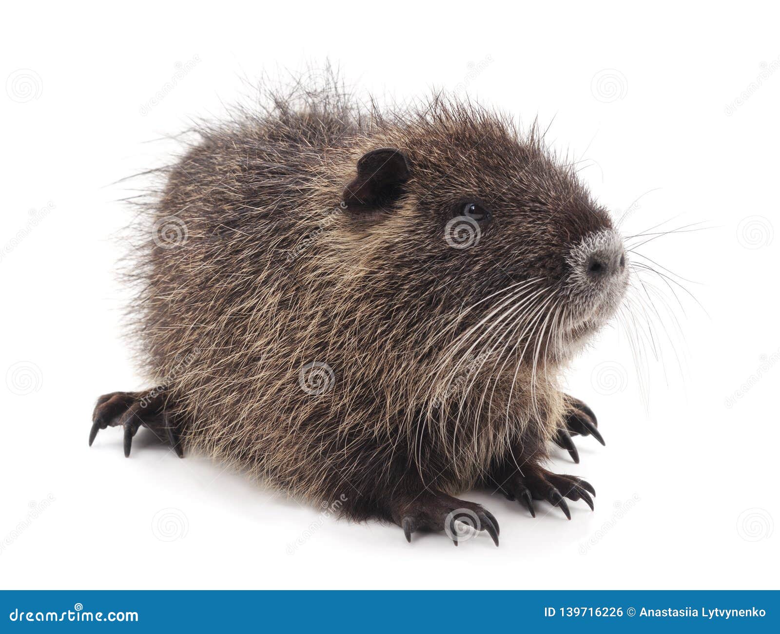 One brown nutria stock photo. Image of interesting, background - 139716226