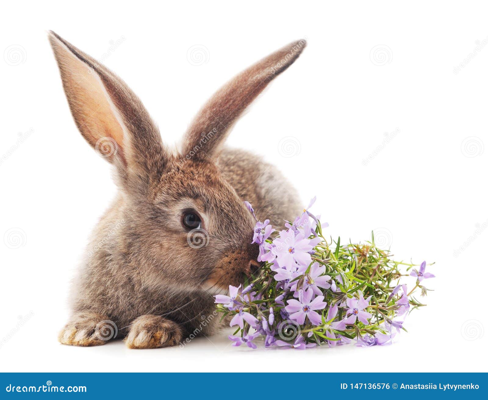 Brown rabbit with flowers stock photo. Image of easter - 147136576