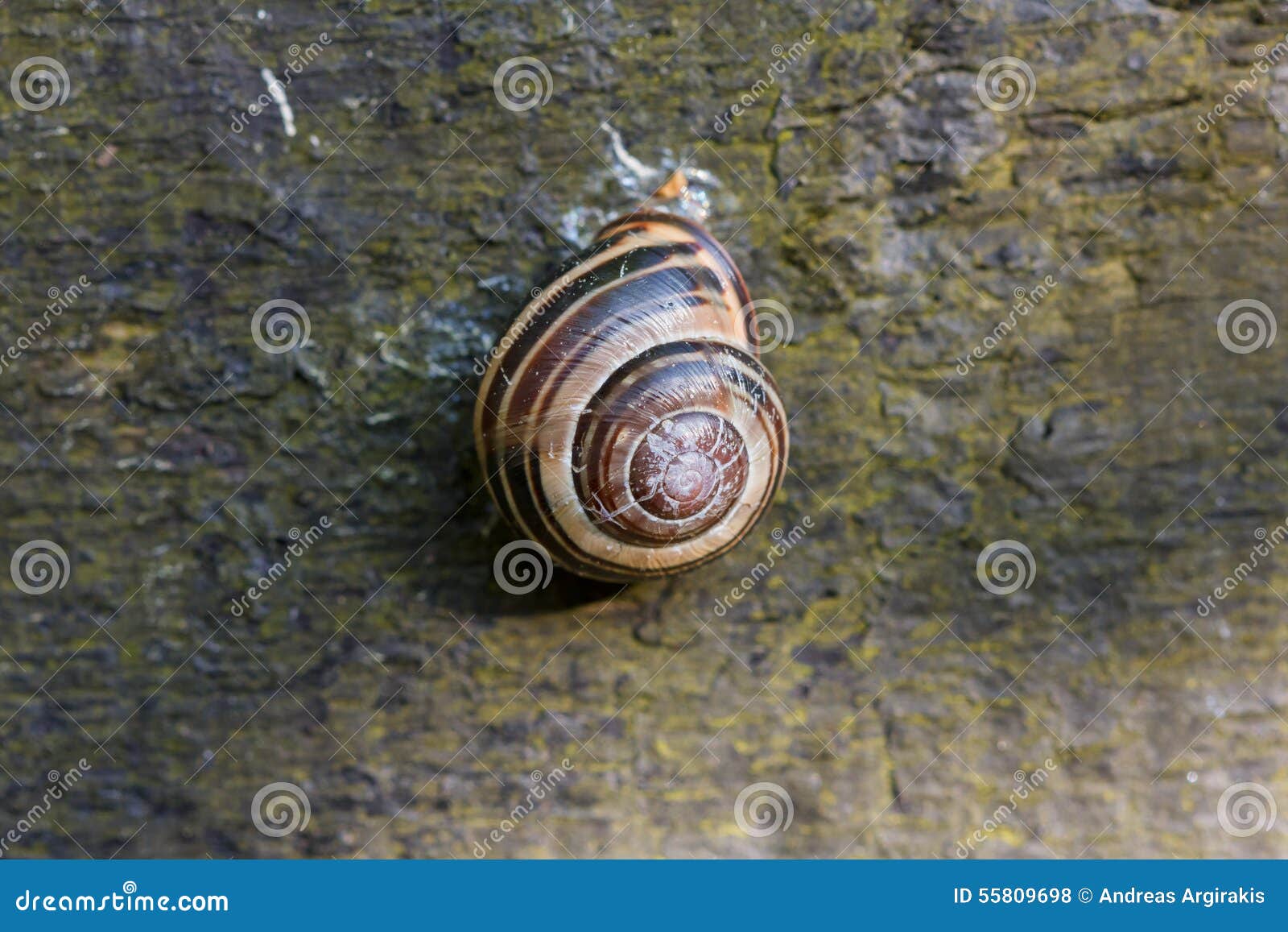 One brown snail shell stock photo. Image of mucus, molluscs - 55809698