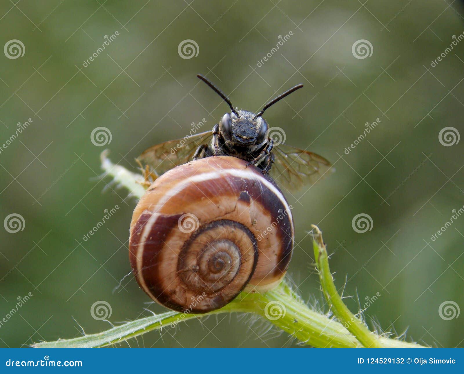 Bug on the snail stock photo. Image of nature, plant - 124529132
