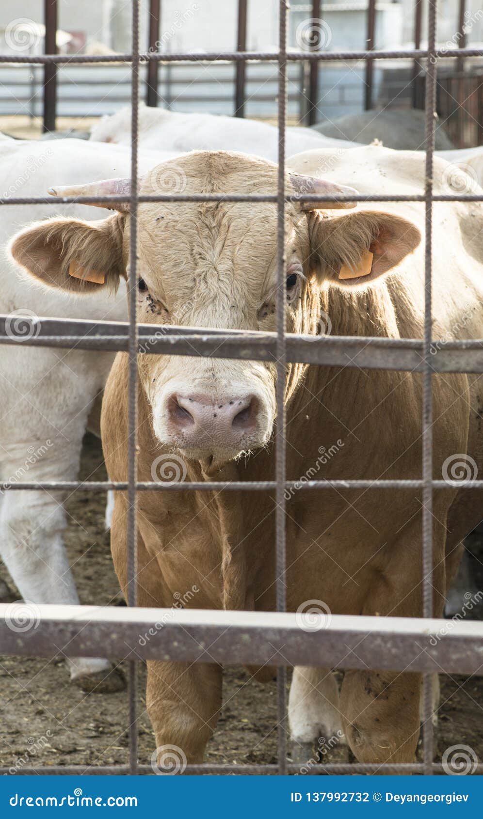One bull in farm stock photo. Image of farmland, nature - 137992732
