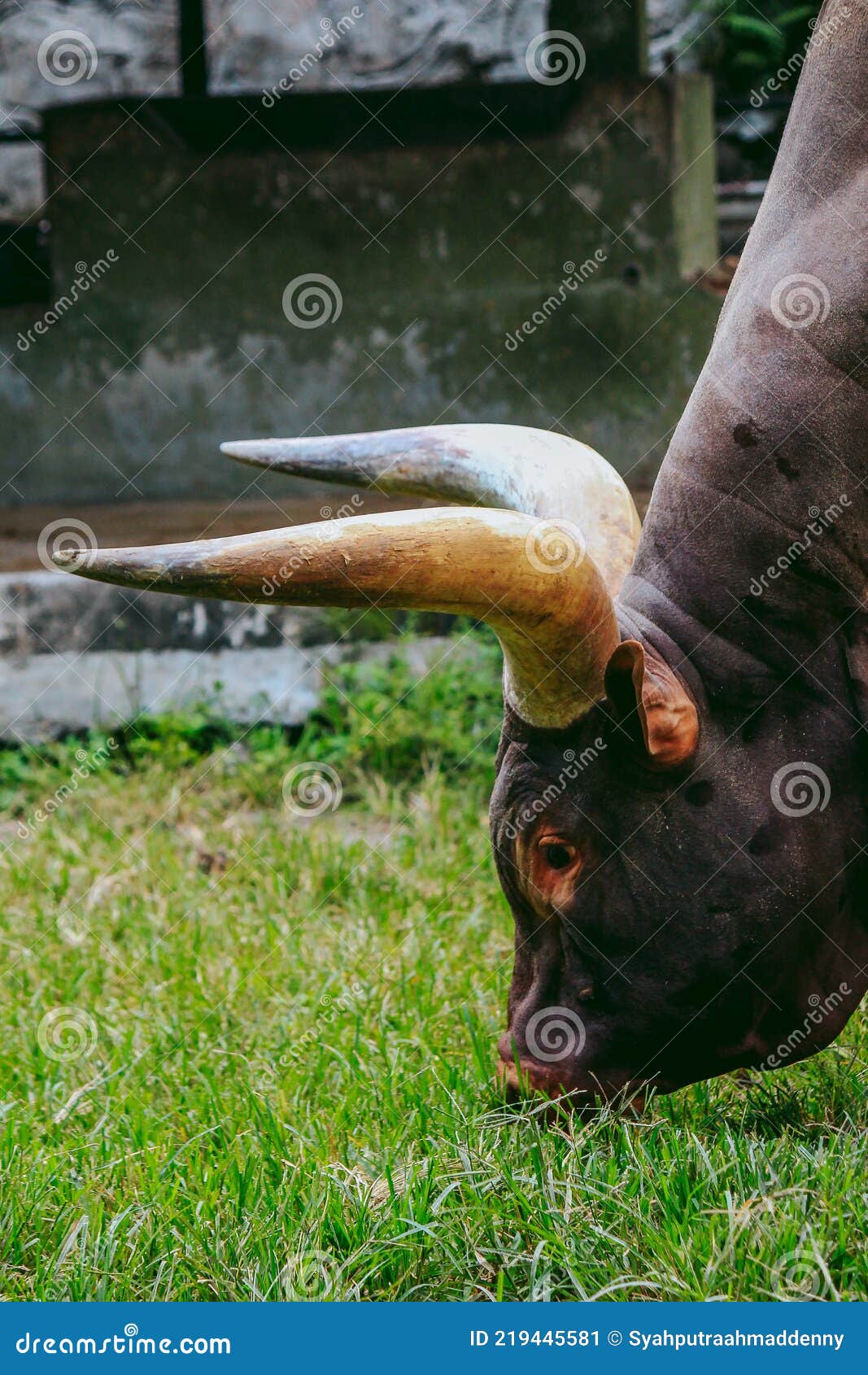 Bull in the farm eat grass stock image. Image of rural - 219445581