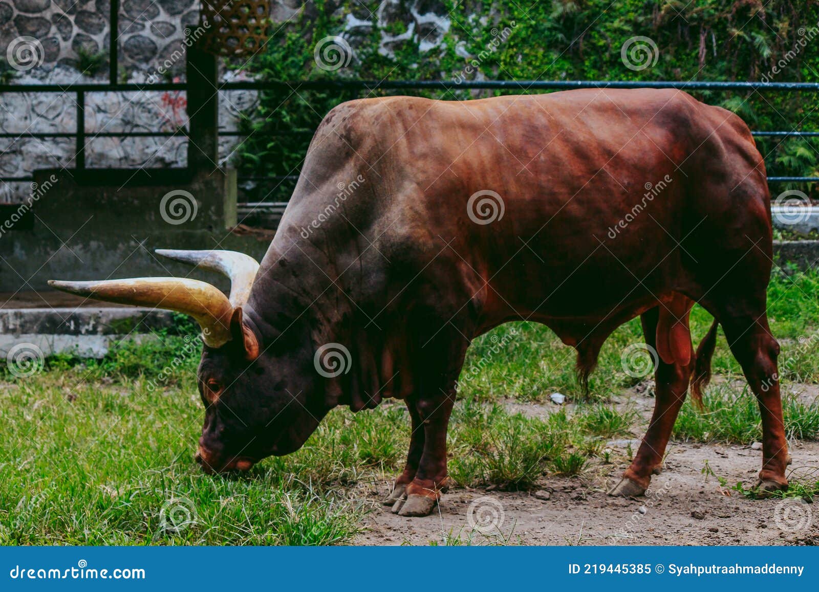 Bull in the farm stock image. Image of farming, rural - 219445385