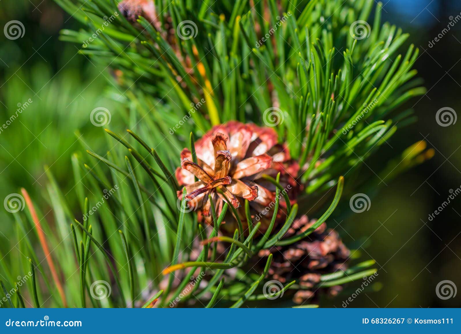 One Bump on the Branch of a Pine Stock Image - Image of focus, life ...