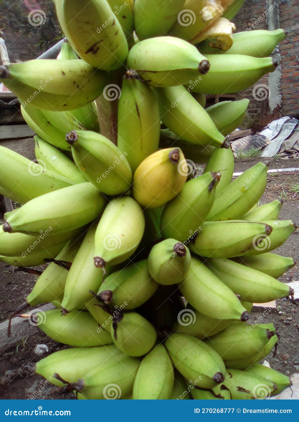 Murlin Stock Photos - Free & Royalty-Free Stock Photos from Dreamstime