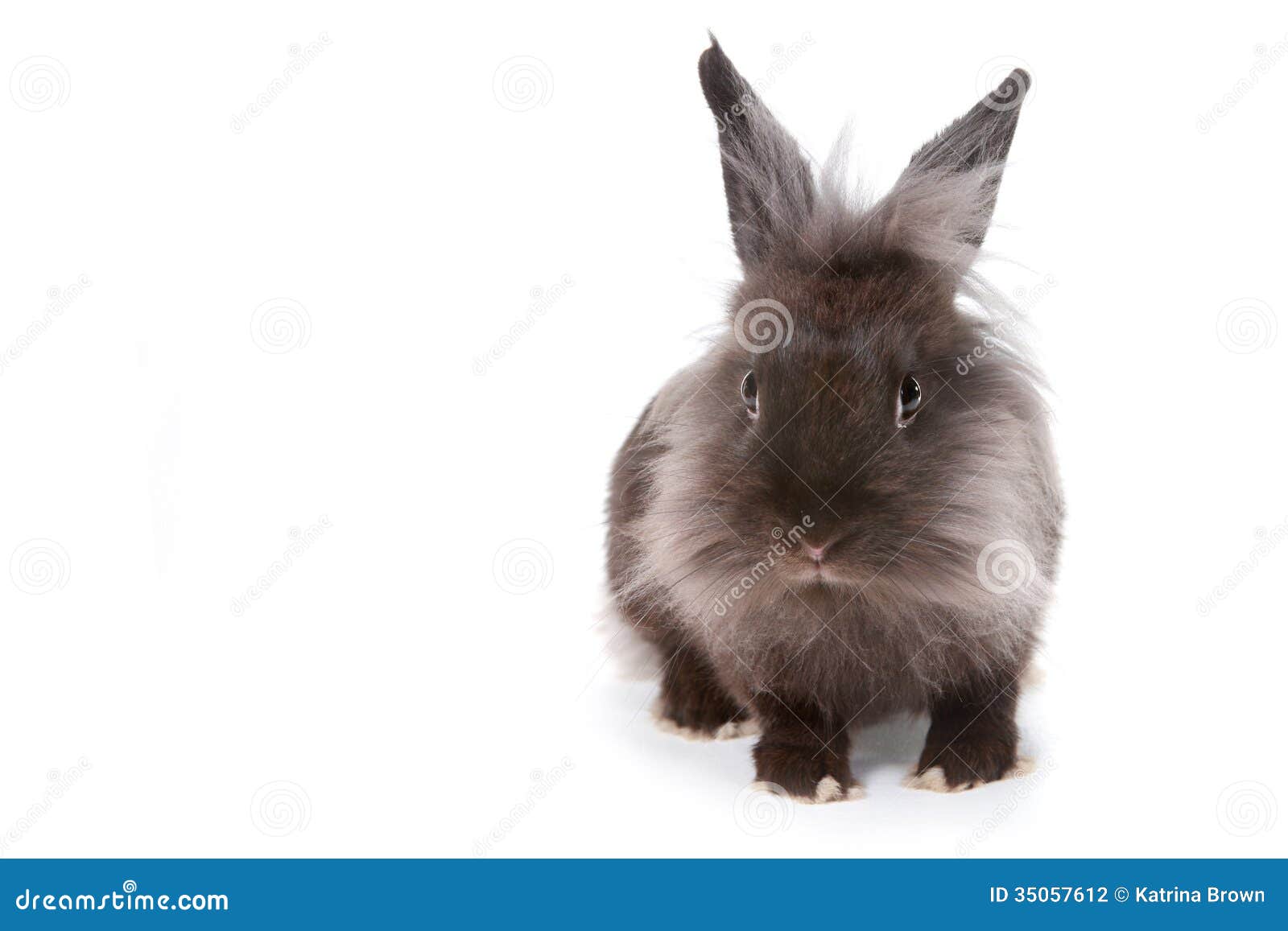 One Bunny Rabbit on White Background Stock Photo - Image of adorable ...