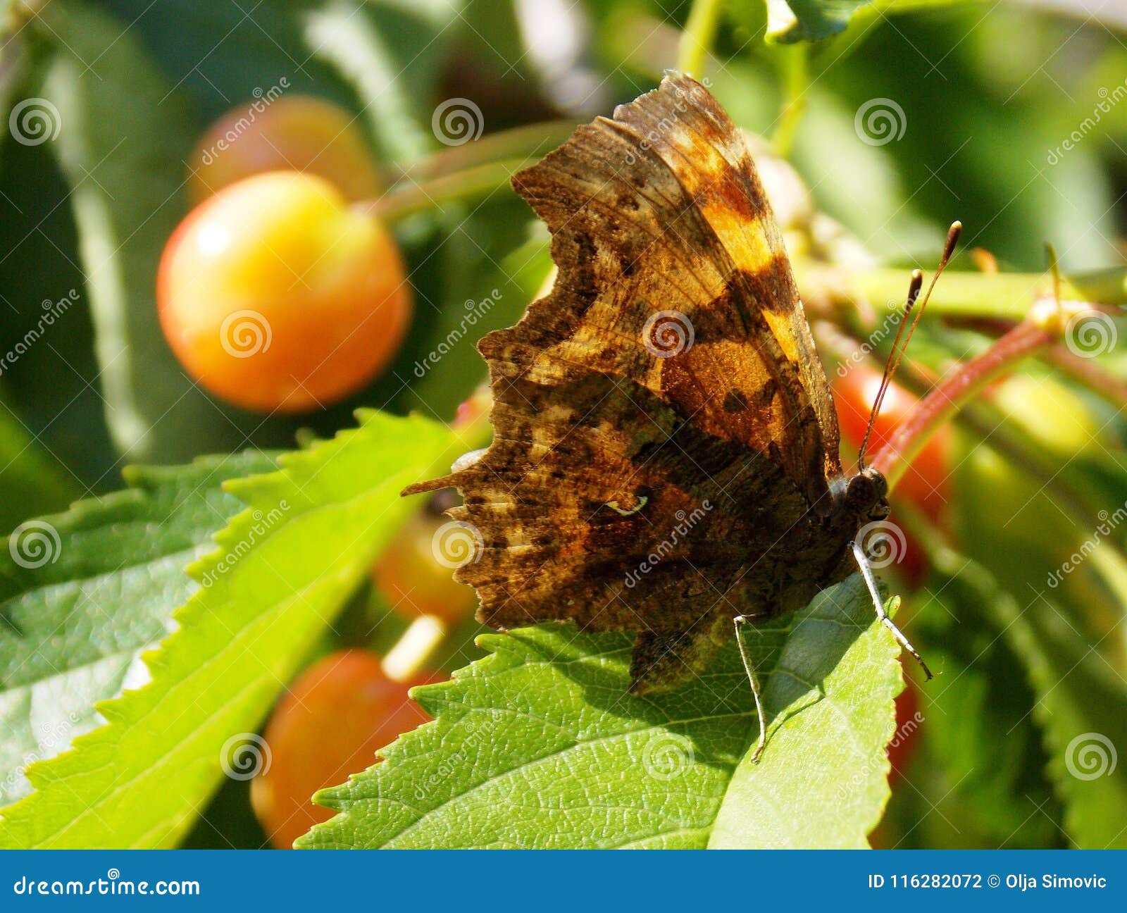 Butterfly on cherry tree stock photo. Image of nature - 116282072