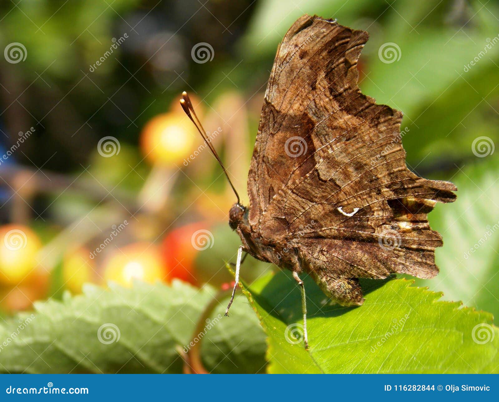 Butterfly on cherry tree stock photo. Image of insect - 116282844