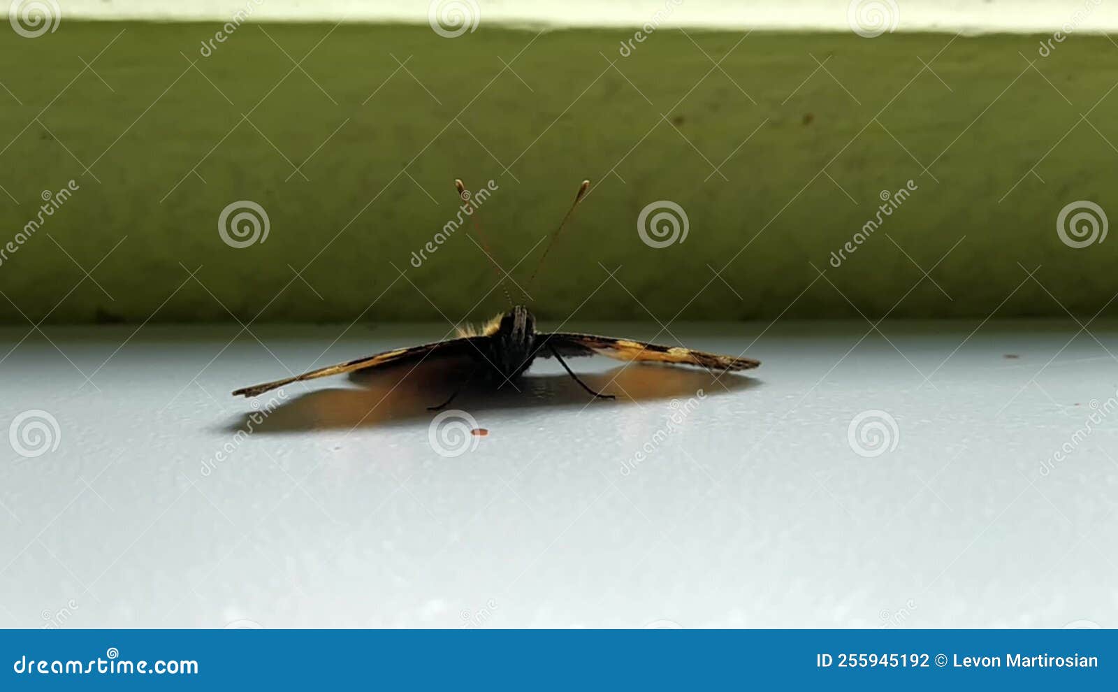 One Butterfly with a Damaged Wing Closeup in an Old Apartment. Stock ...