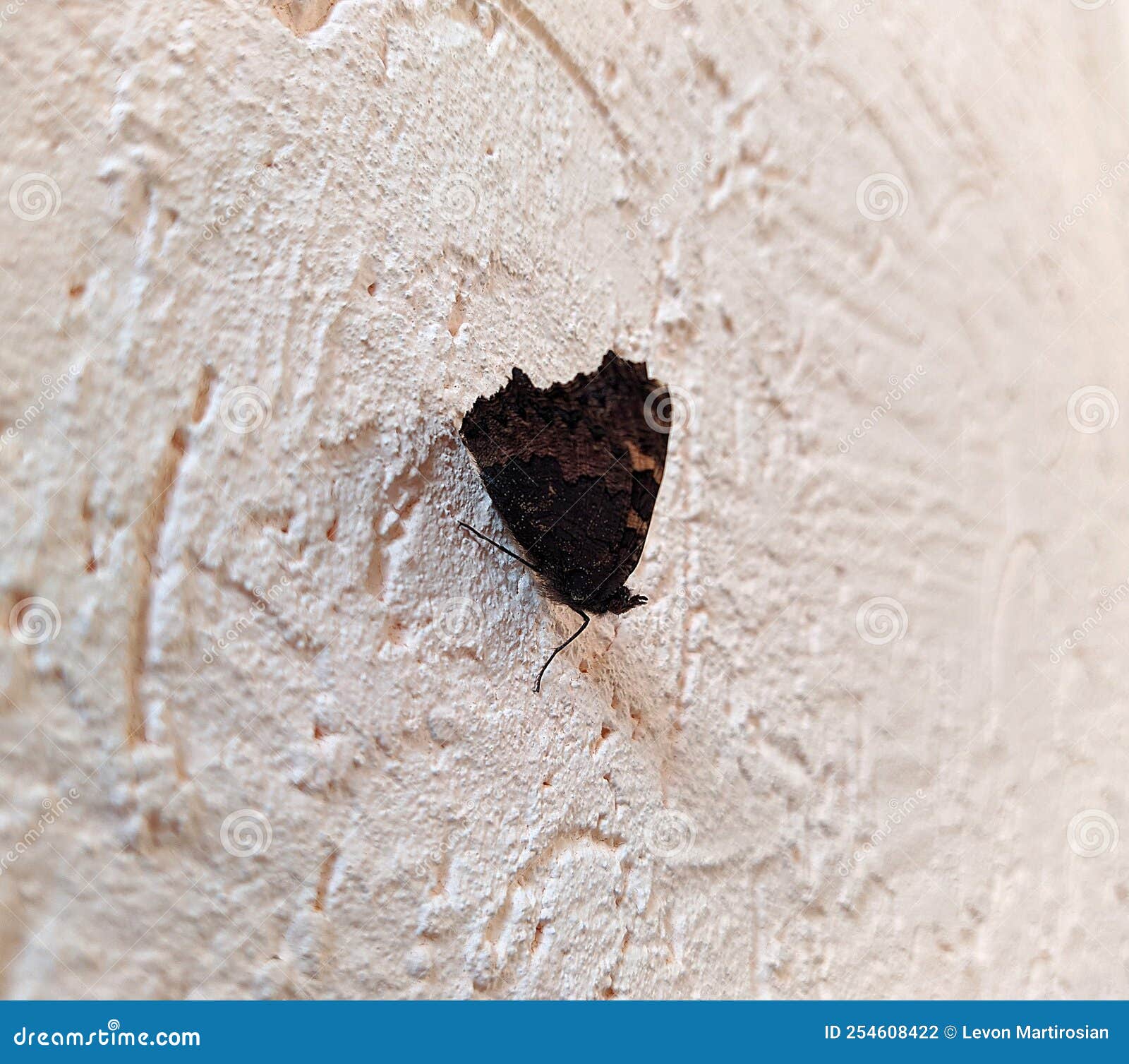 One Butterfly with Dark Wings Closeup Photo. Stock Photo - Image of ...