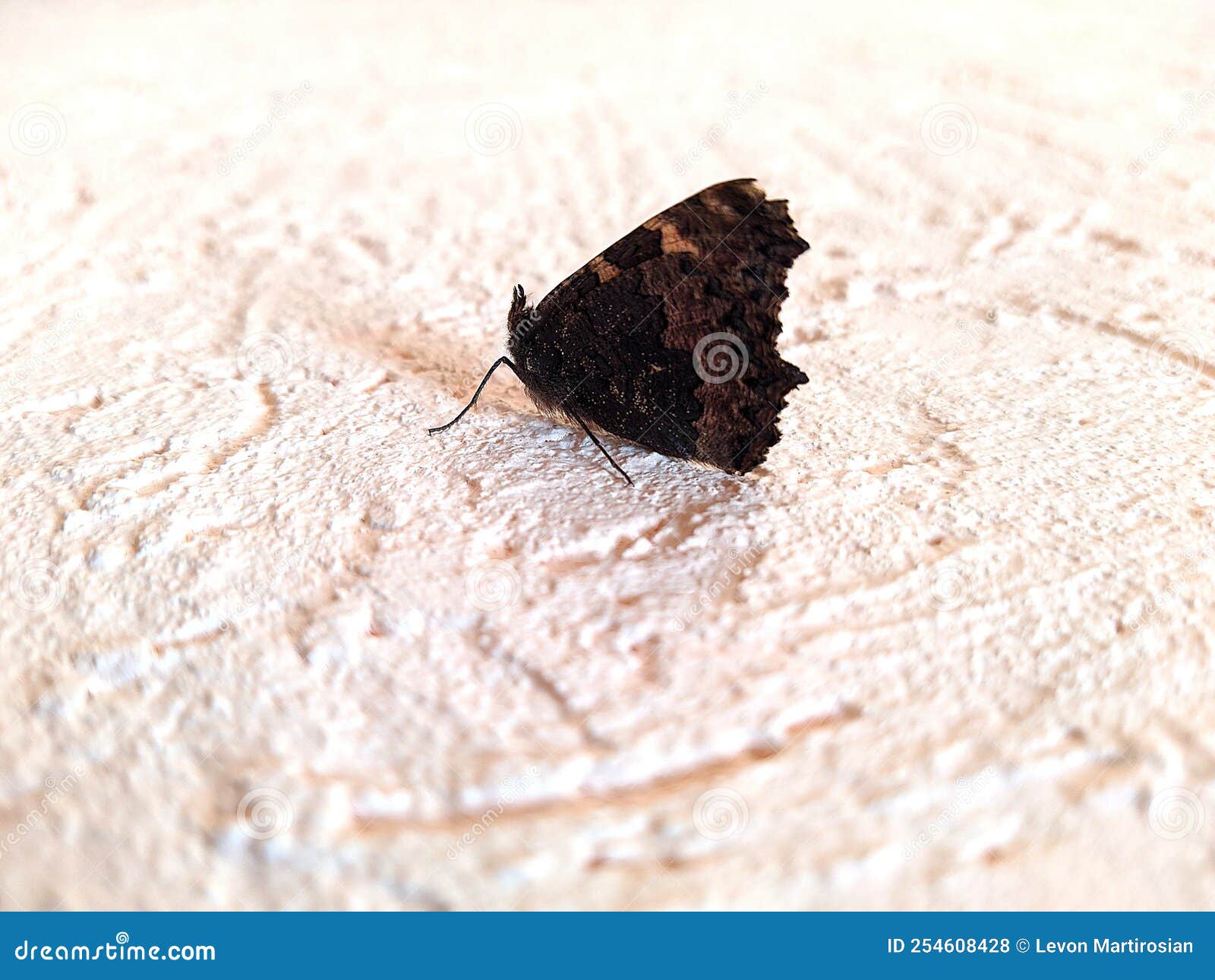 One Butterfly with Dark Wings Closeup Photo. Stock Photo - Image of ...