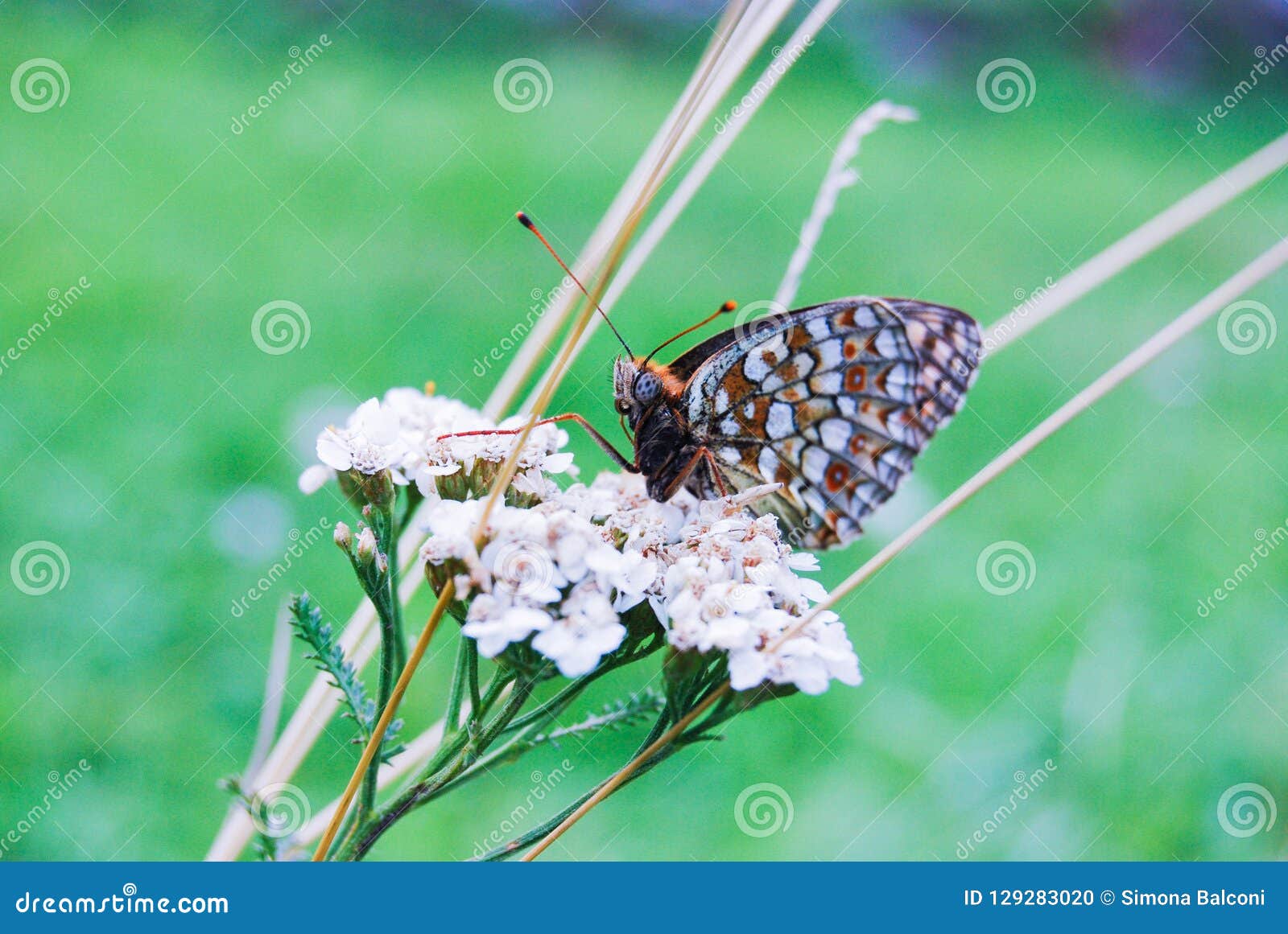 One butterfly on flowers stock photo. Image of flower - 129283020