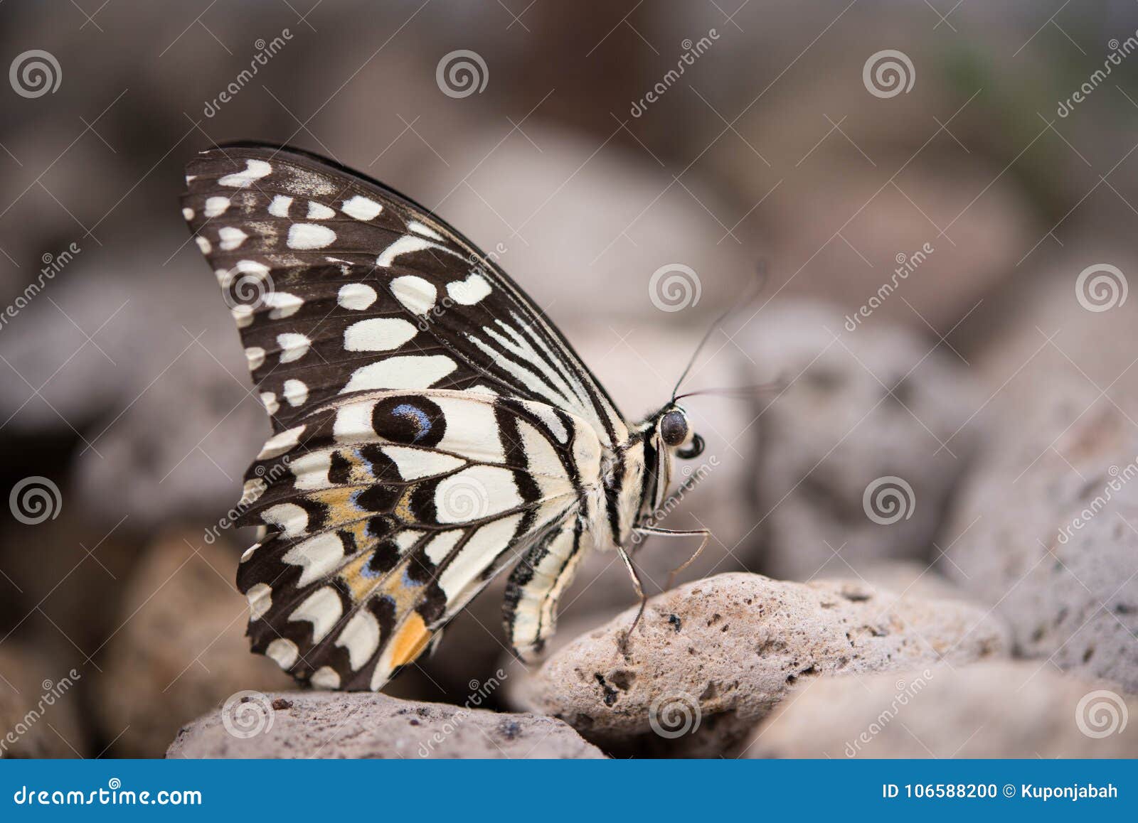Butterfly on stone editorial image. Image of stone, green - 106588200