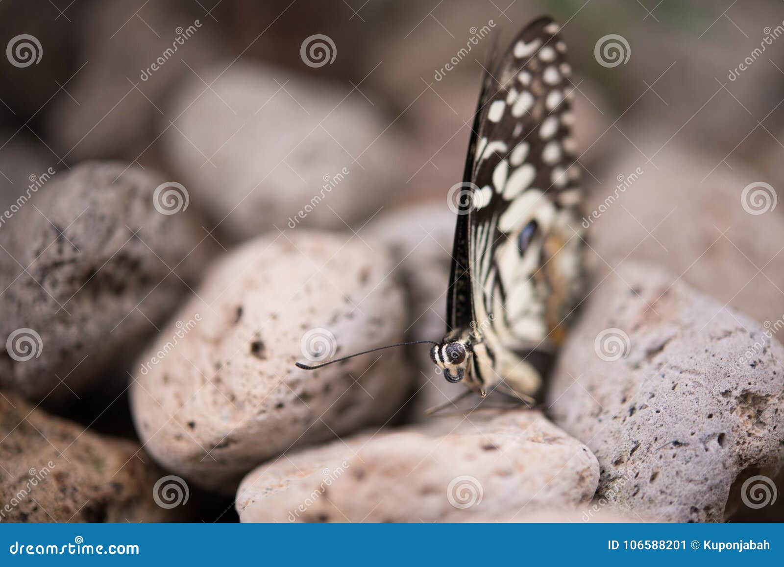 Butterfly on stone stock image. Image of closeup, butterfly - 106588201