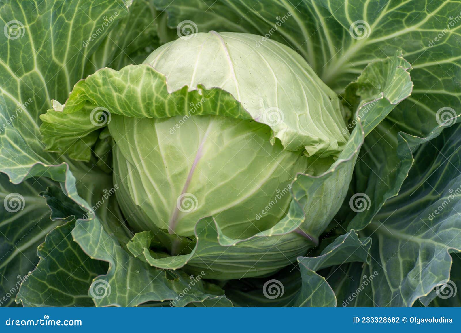 One Cabbage Grows in a Market Garden Stock Photo - Image of farm ...