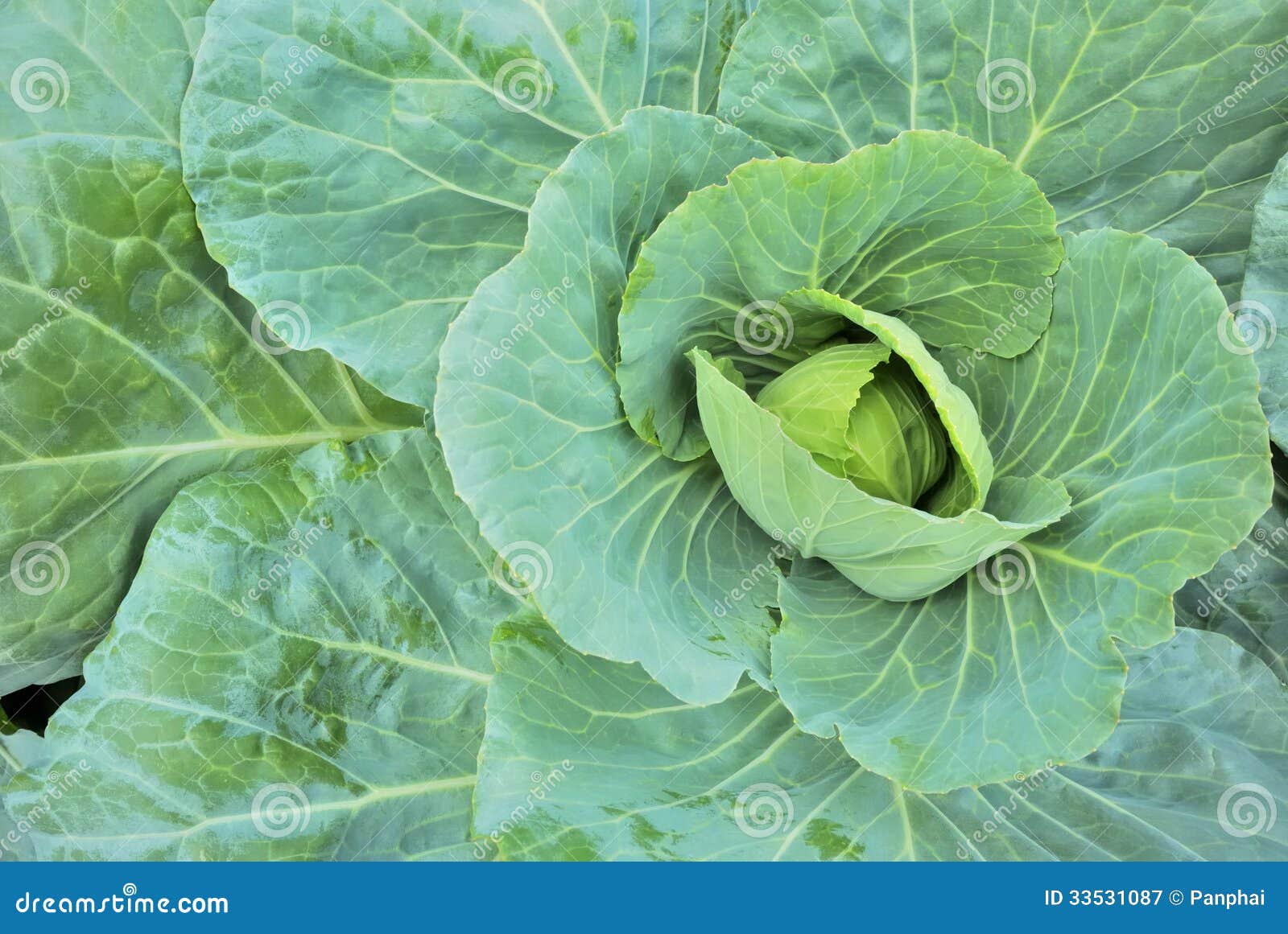 One of cabbage stock image. Image of fresh, cabbage, green - 33531087