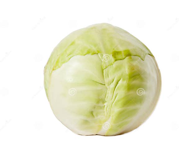 One cabbage yield stock image. Image of cabbage, healthy - 22259571