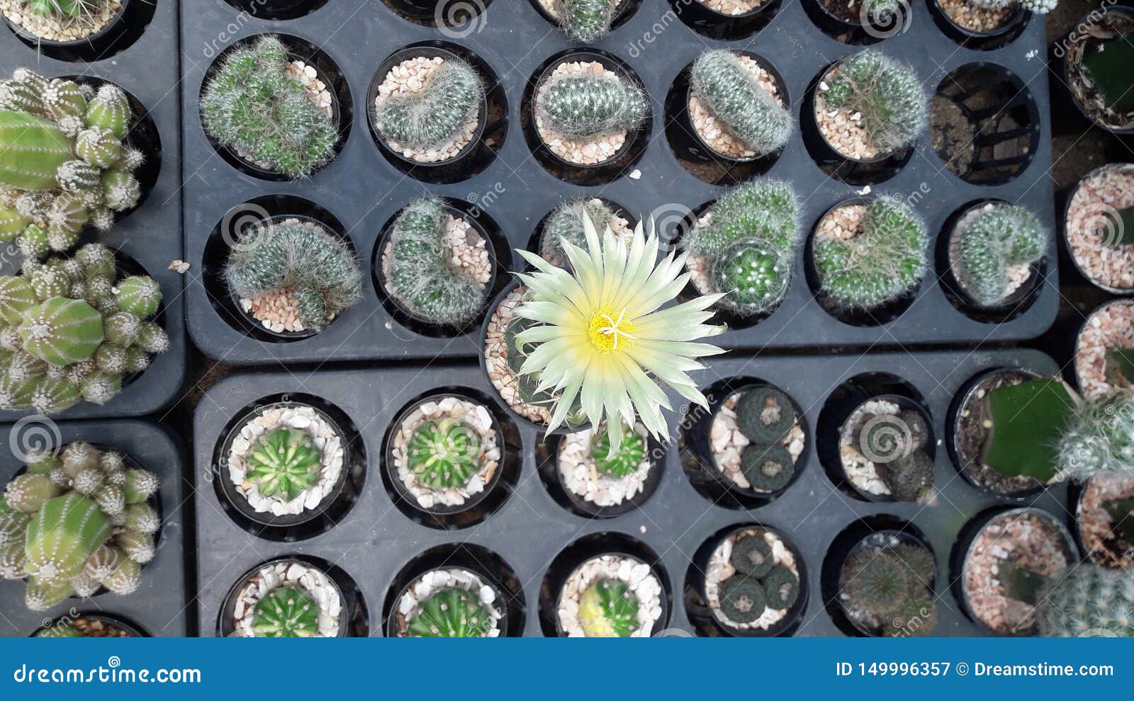 The one cactus stock image. Image of favorite, cactus - 149996357