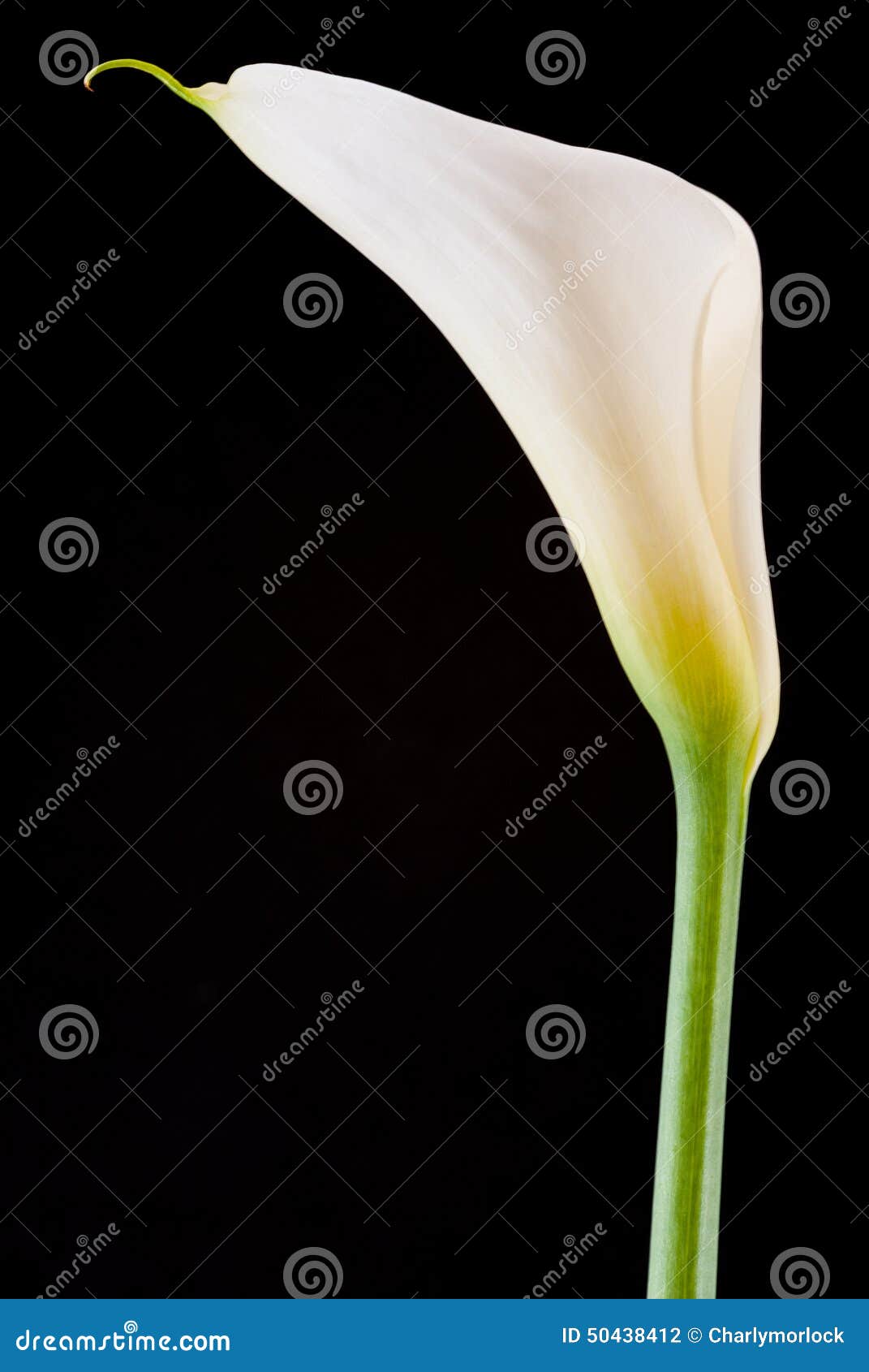 One Calla Lily Black Background Vertical Format Stock Photos - Free ...