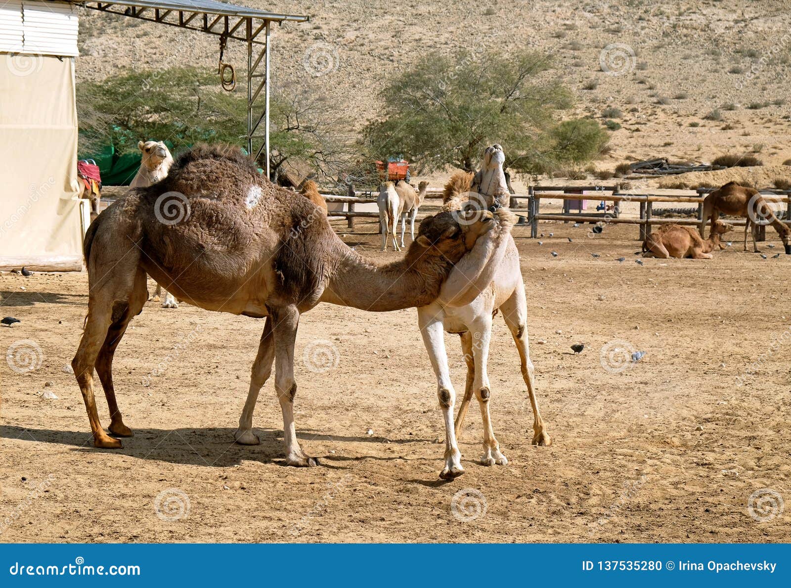One Camel Bites the Other by the Neck Stock Photo - Image of israel ...