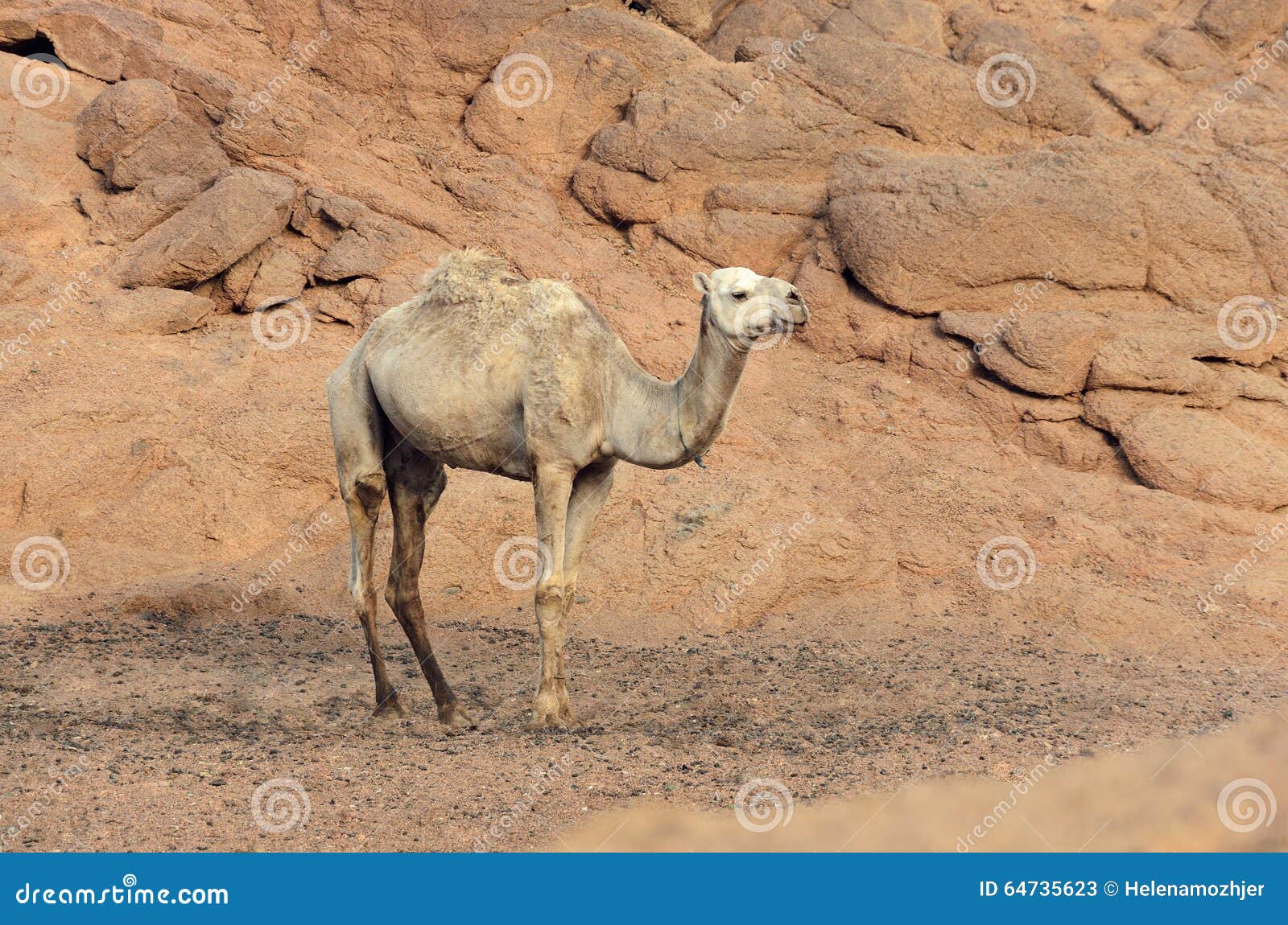 One Camel in a Desert in Egypt Stock Image - Image of egypt, landscape ...