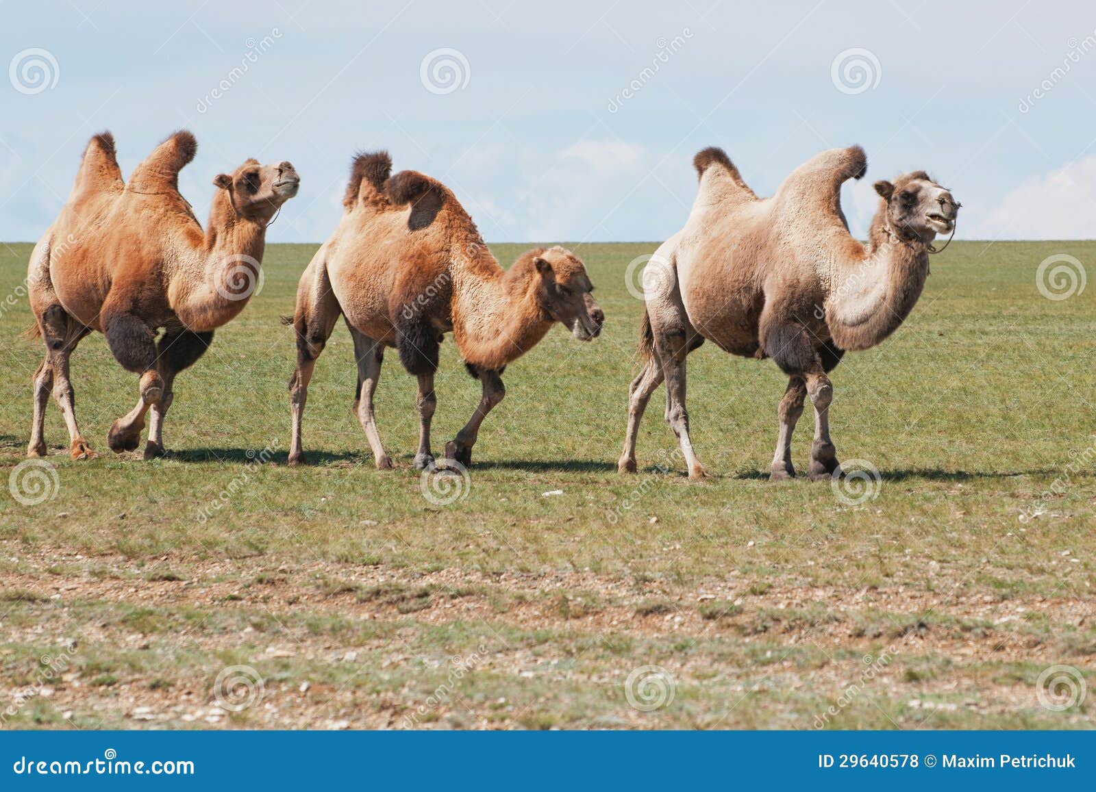 One camel in mongolia stock photo. Image of camel, climate - 29640578