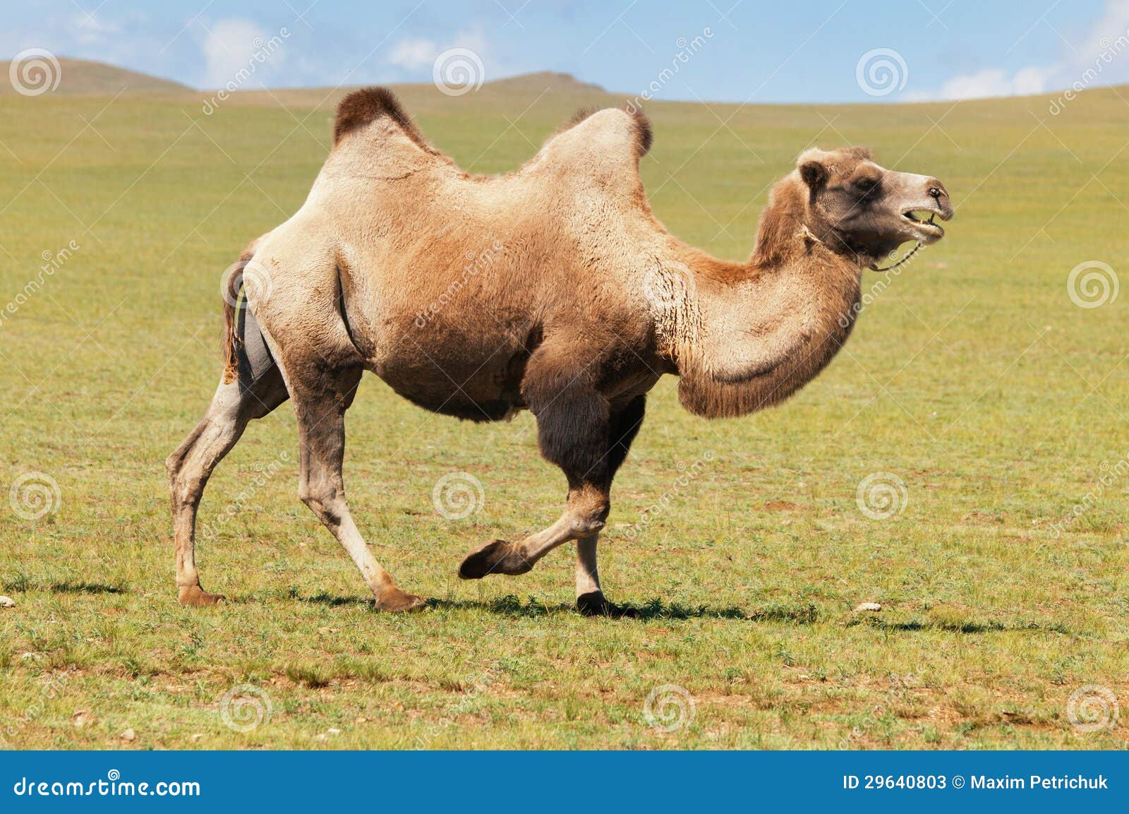 One camel in mongolia stock image. Image of herd, domestic - 29640803