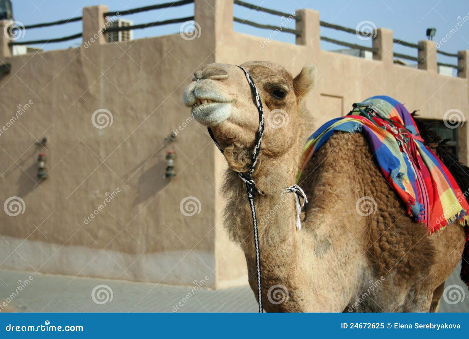 One Camel in a Museum of Shindagha Area, Dubai, UAE Editorial Image ...