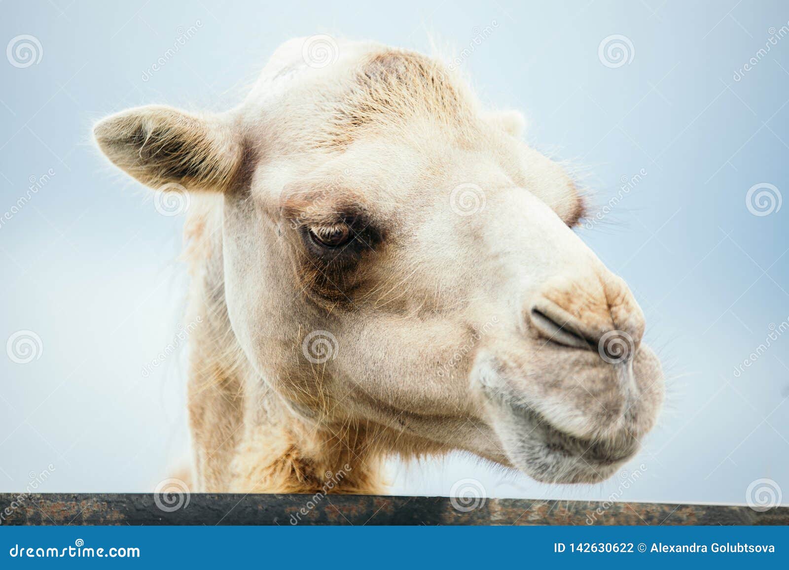 One camel portrait. stock photo. Image of outdoor, closeup - 142630622