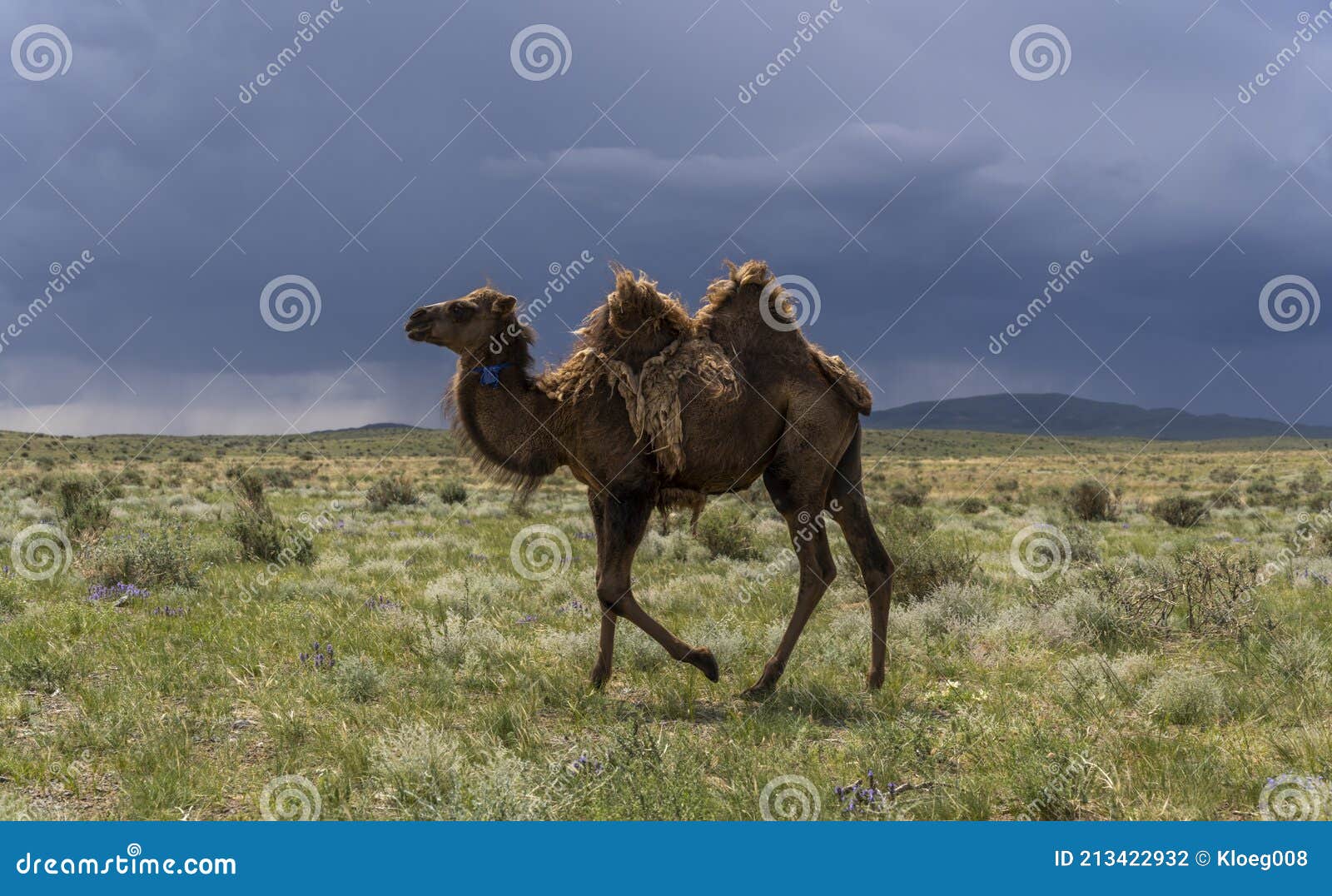 One Camel on Steppe Mongolia Stock Photo - Image of countryside, clouds ...