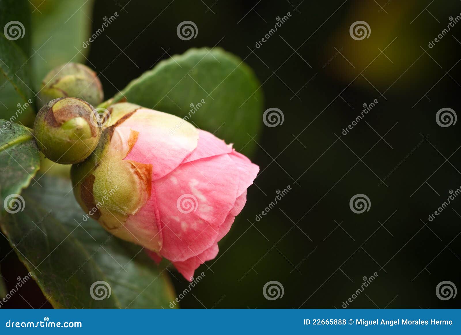 One Camellia bud stock photo. Image of botany, bush, growing - 22665888