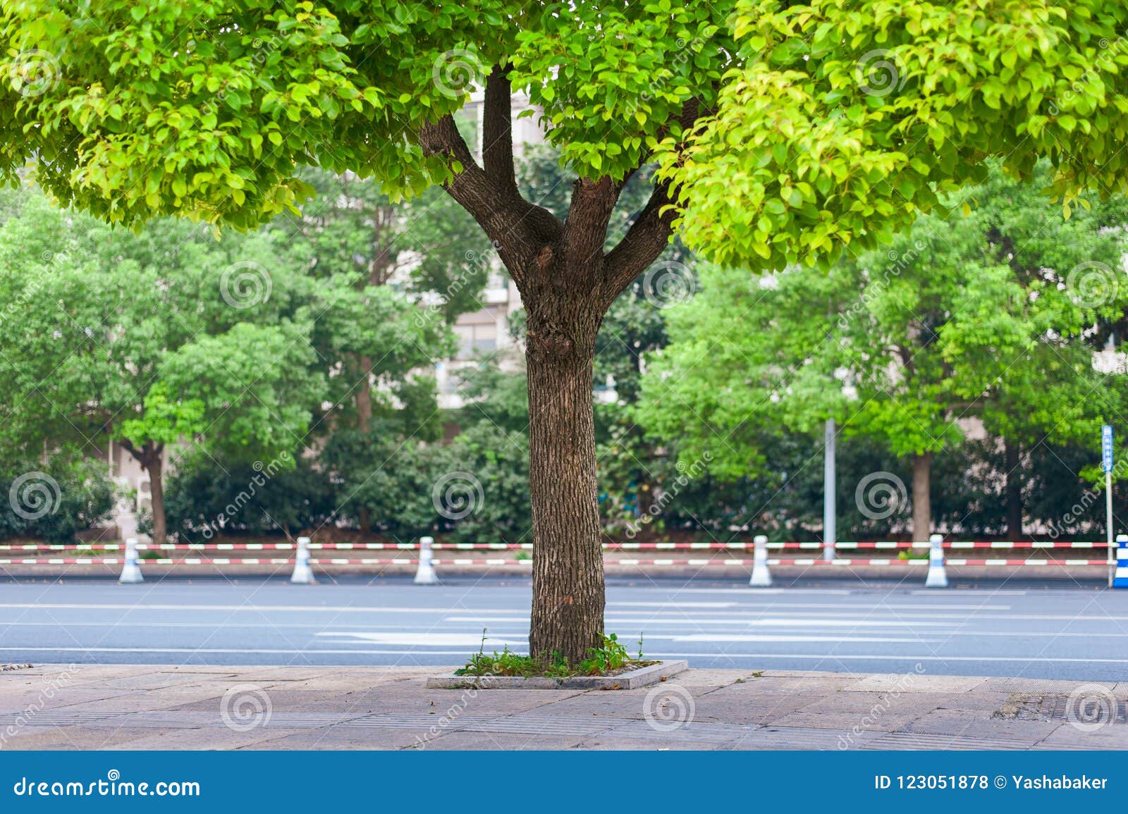 One Camphor Tree in the City Stock Photo - Image of plant, botany ...