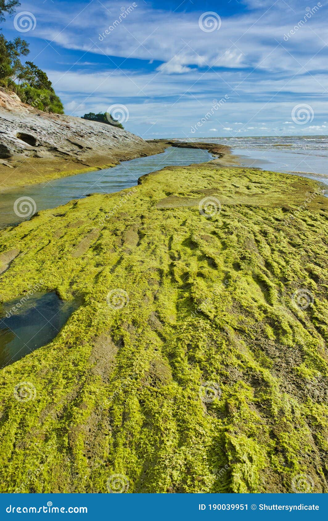 Algae On A Rock Texture Royalty-Free Stock Photo | CartoonDealer.com ...