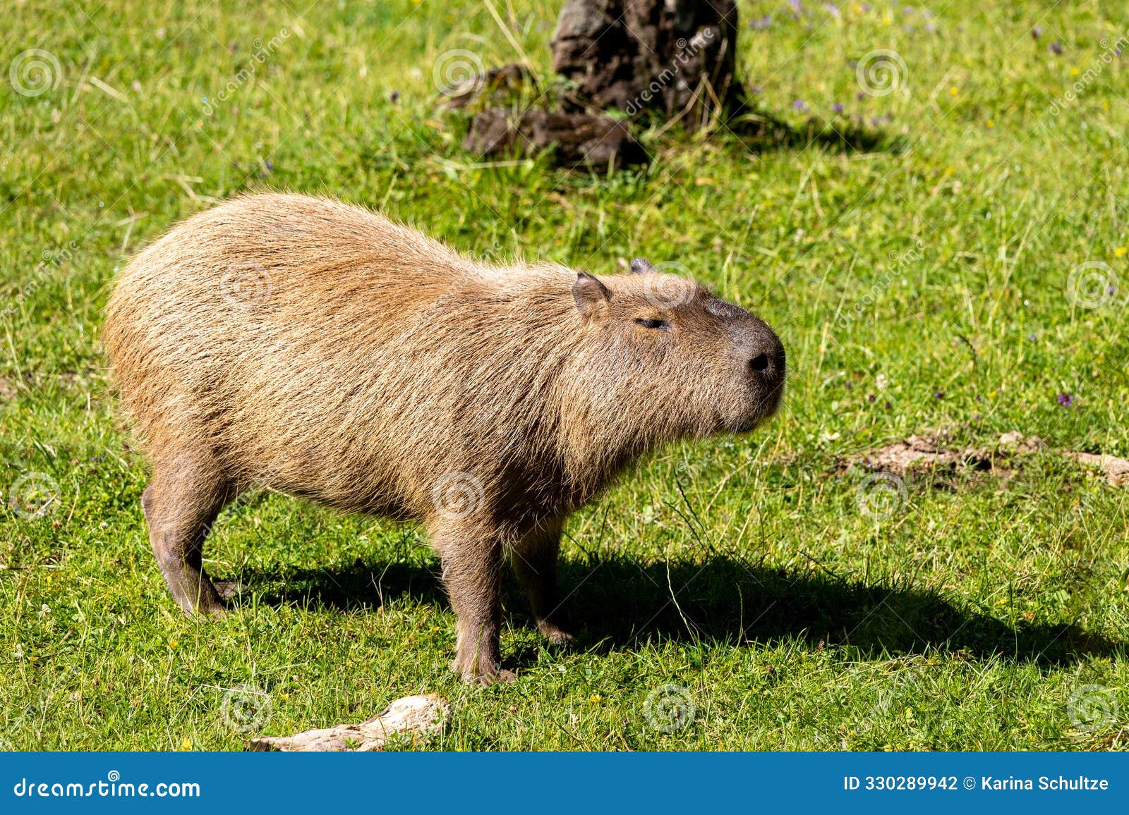 Capybara Eating Grass Stock Photo | CartoonDealer.com #91012074