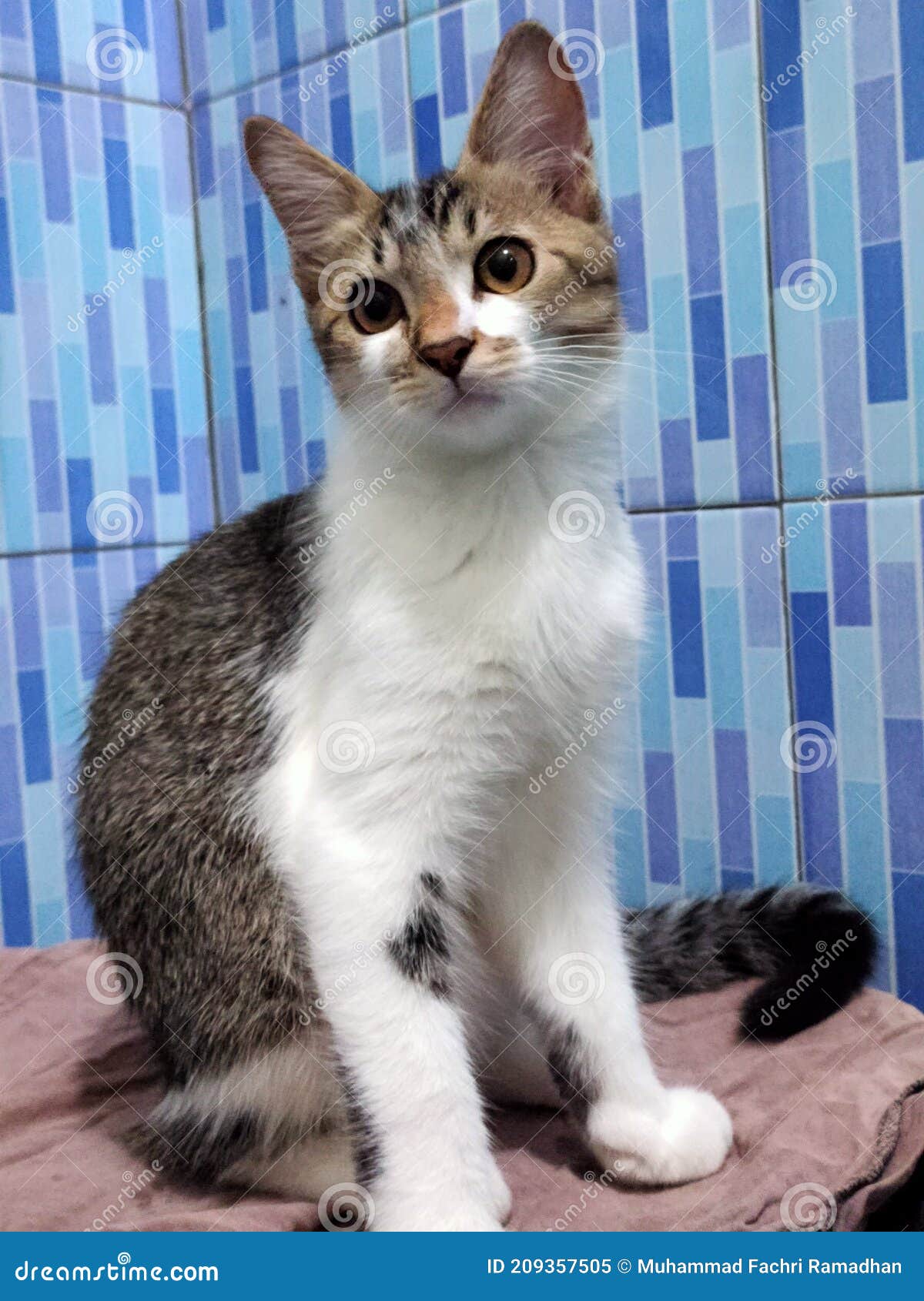 A one cat stock image. Image of animal, meow, kitty - 209357505