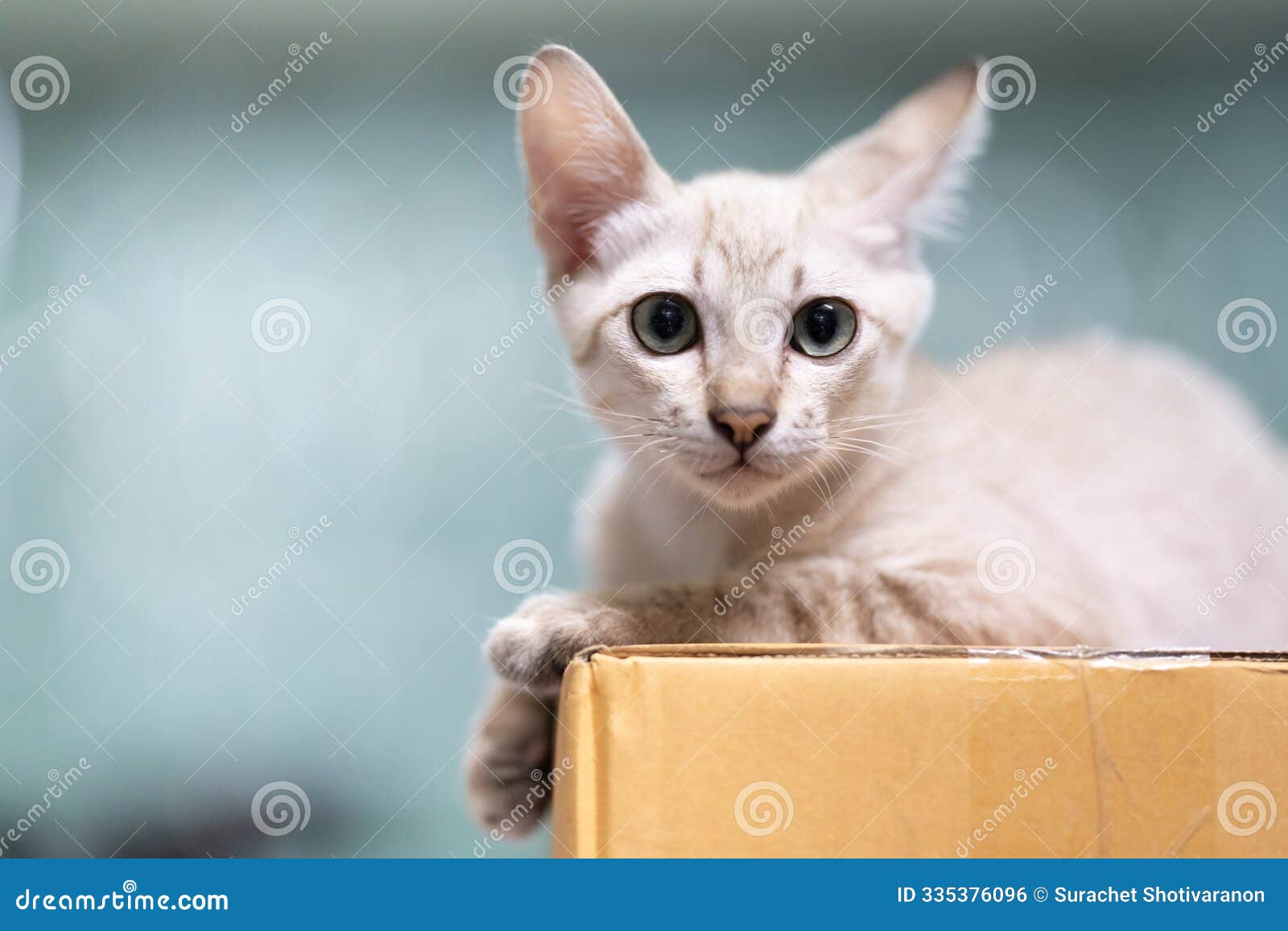 One of the Cat Ear Turn Around To the Back for Llisten Something Behind ...