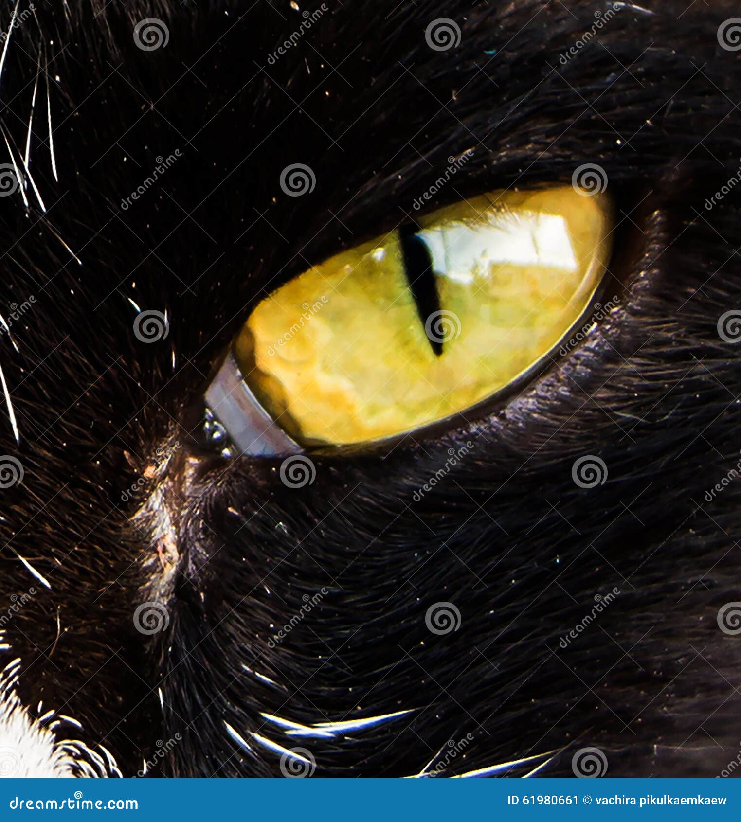 One cat eyes stock image. Image of fierce, witchcraft - 61980661