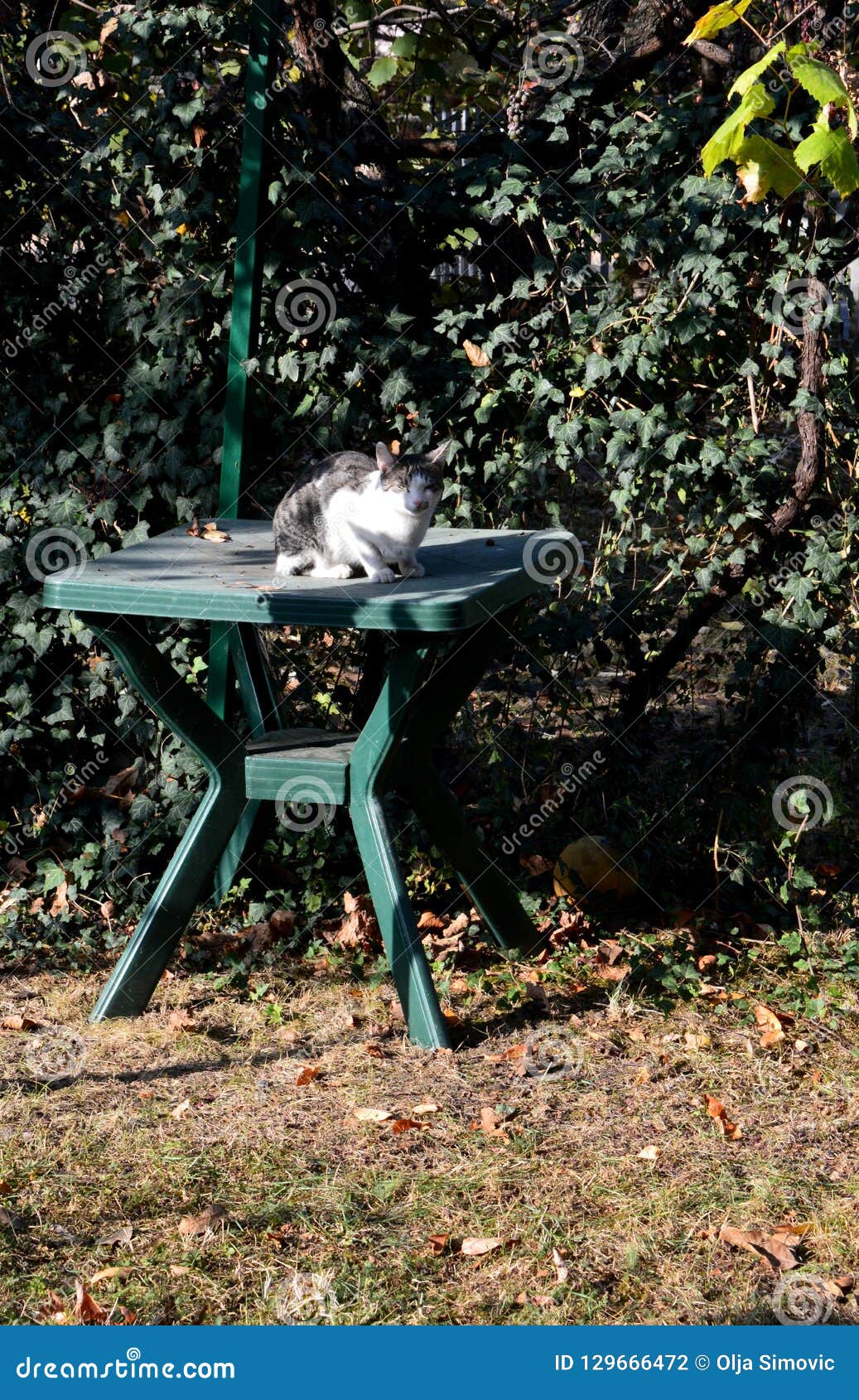 Cat on the table stock photo. Image of plant, autumn - 129666472