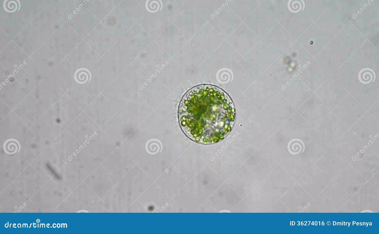 One-celled algae stock video footage. Video of freashwater - 36274016