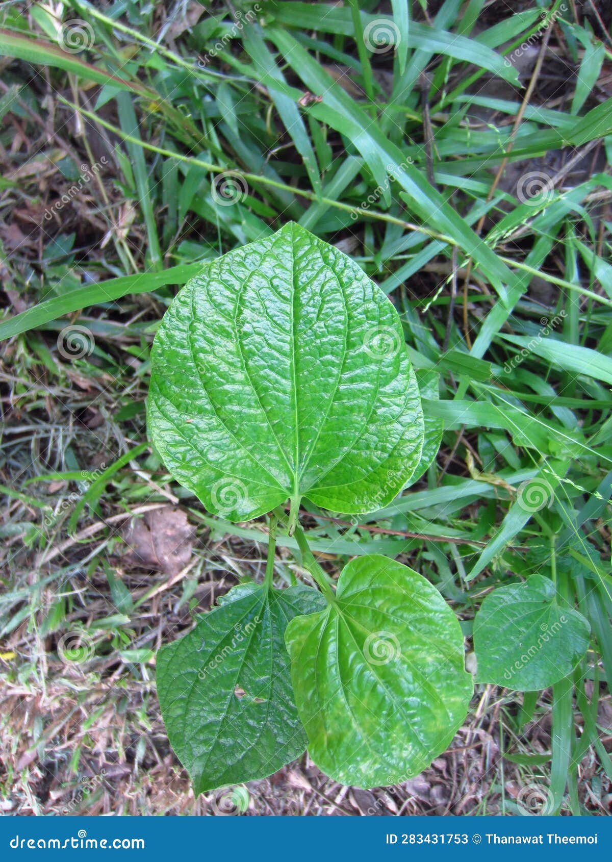 One chaplu tree and grass stock image. Image of garden - 283431753