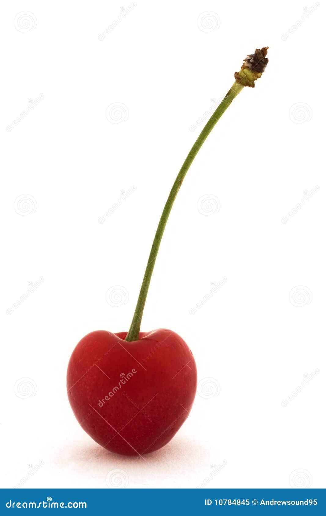 One Cherry stock image. Image of snack, attached, healthy - 10784845