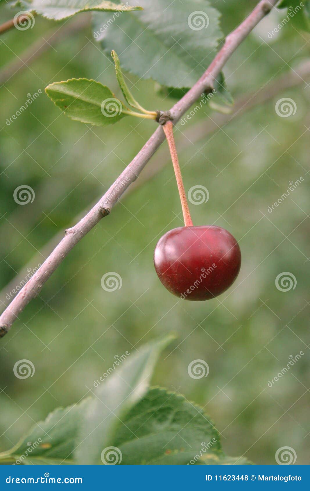 One cherry stock photo. Image of organic, delicious, garden - 11623448