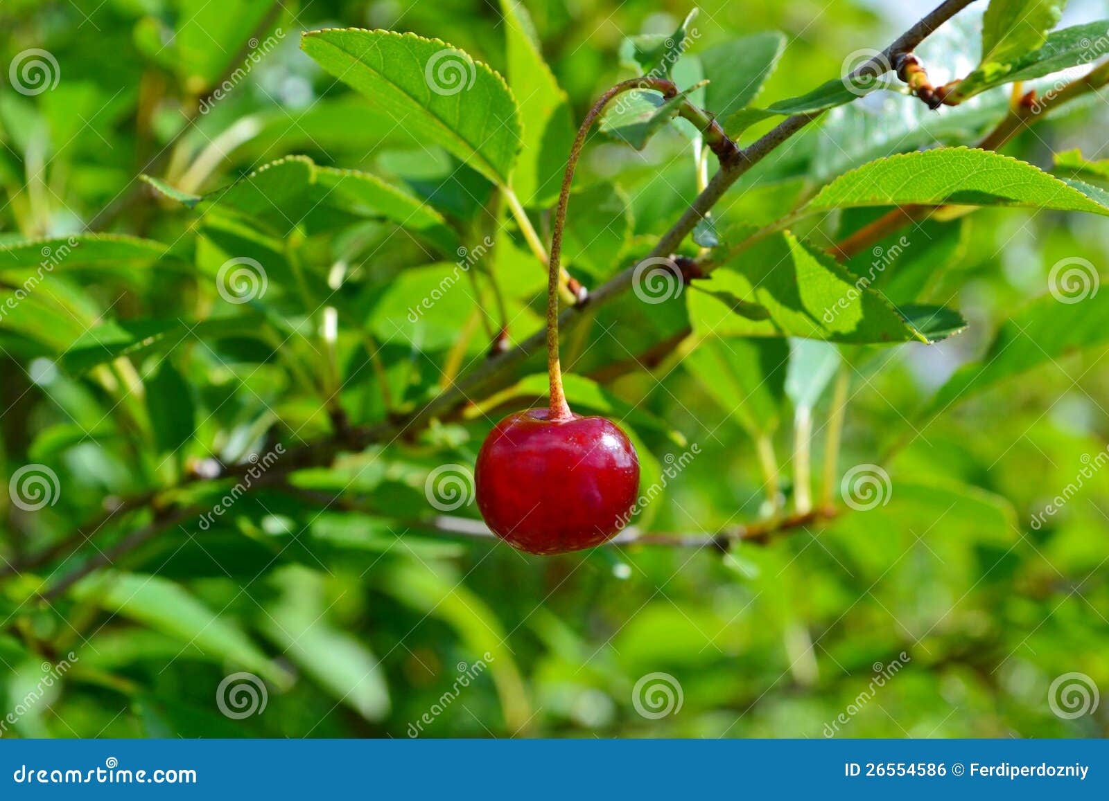 One cherry stock photo. Image of shade, tree, cherry - 26554586