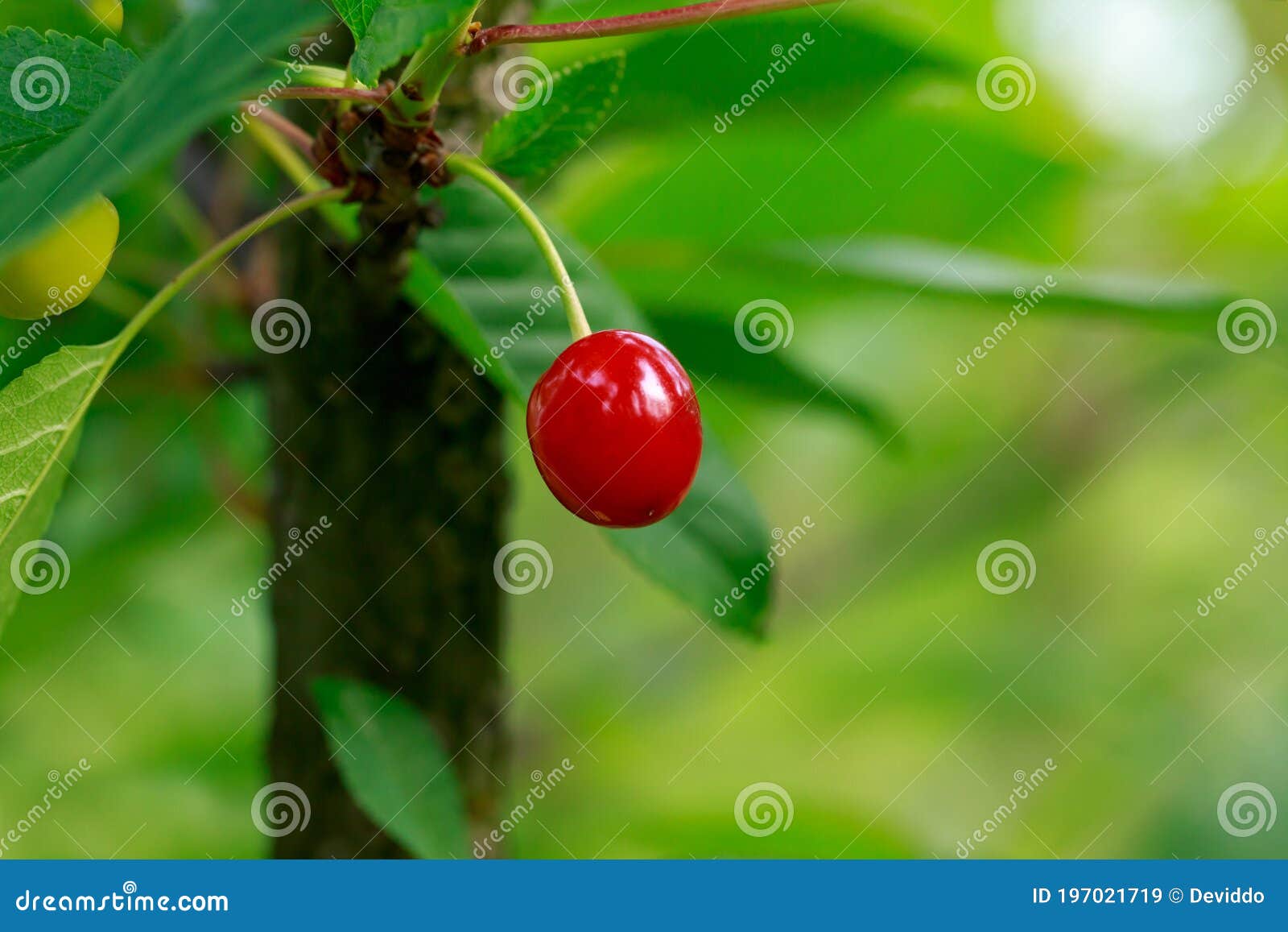 One cherry berry stock image. Image of juicy, juice - 197021719