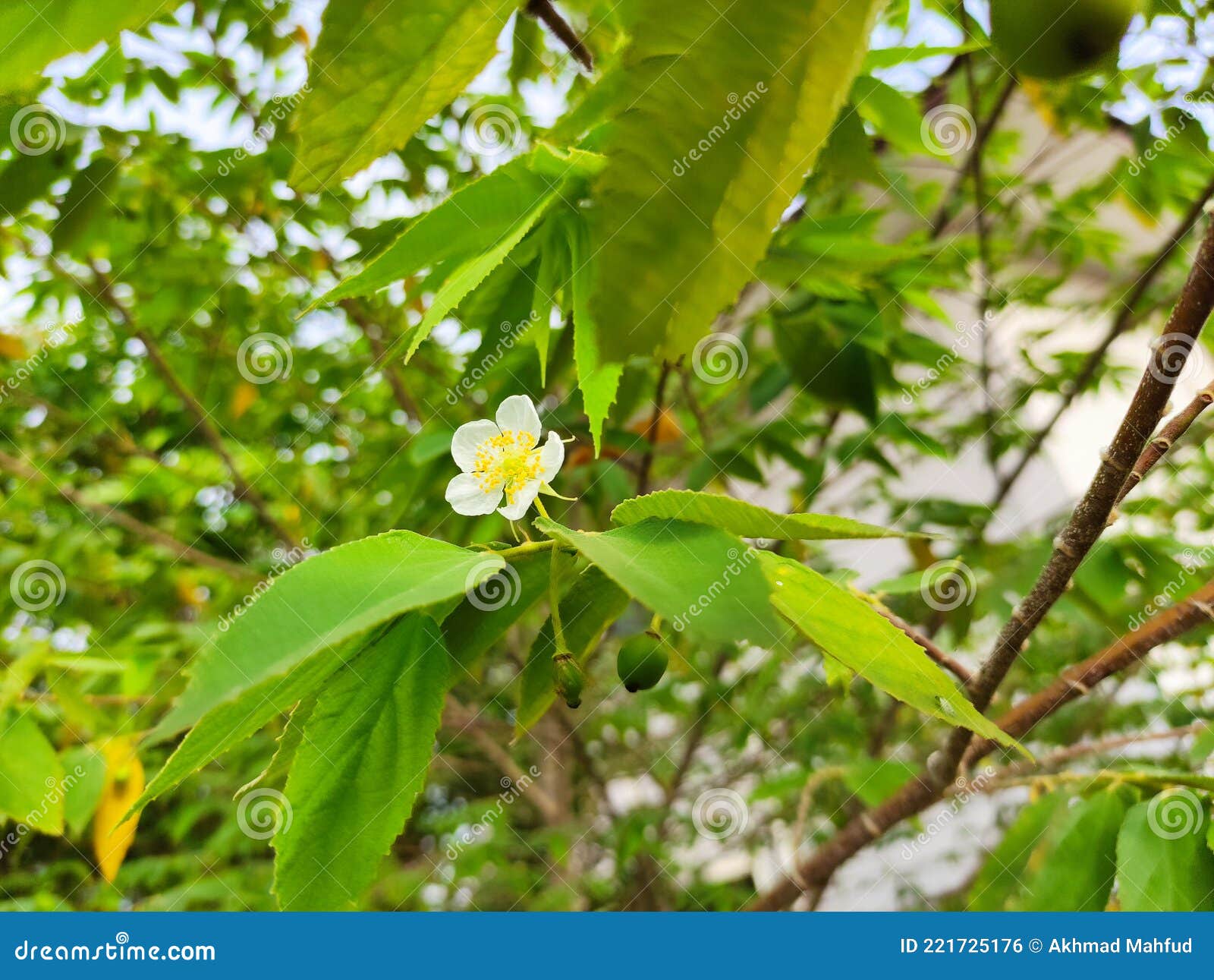 One Cherry Blossom is in Bloom Stock Photo - Image of forest, evergreen ...