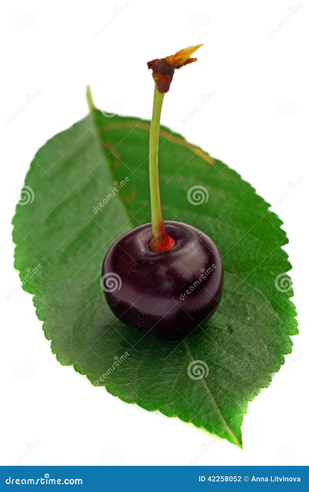 One cherry on a leaf stock photo. Image of branch, beautiful - 42258052