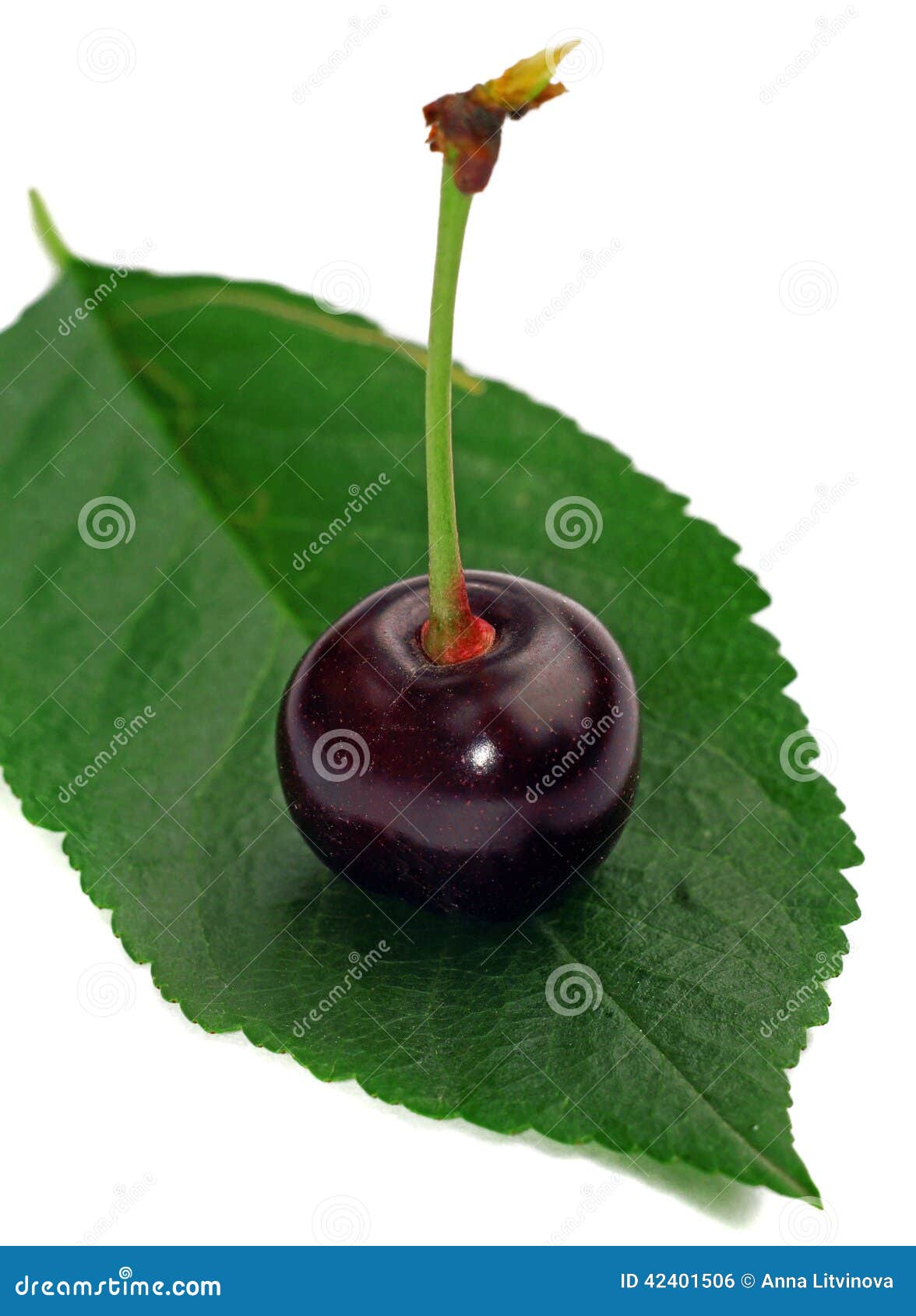 One Cherry on a Leaf Isolated Stock Photo - Image of fresh, cherry ...