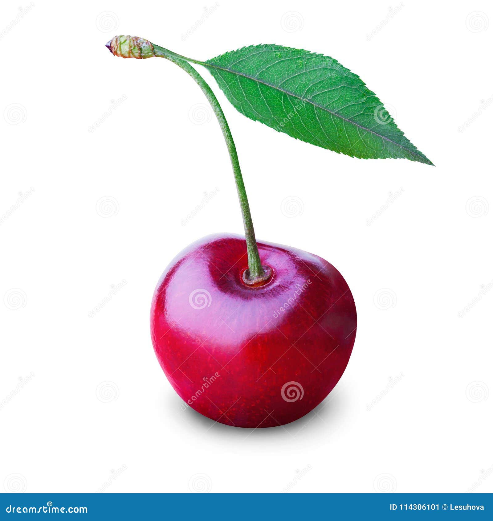 One cherry stock image. Image of studio, colorful, fruit - 114306101