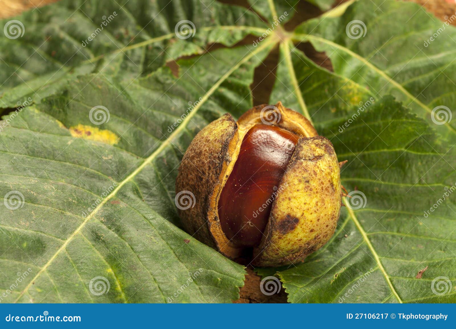 One chestnut stock image. Image of natural, barb, botany - 27106217